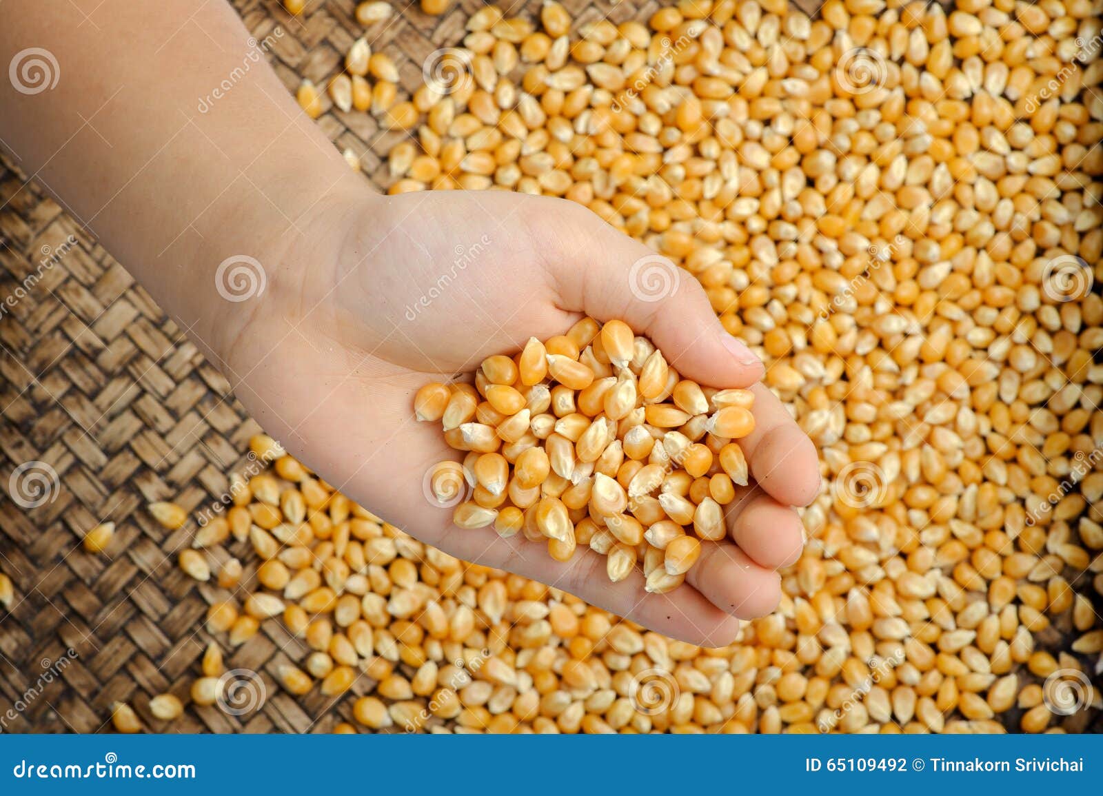 Maize grain in hand. stock photo. Image of agriculture - 65109492