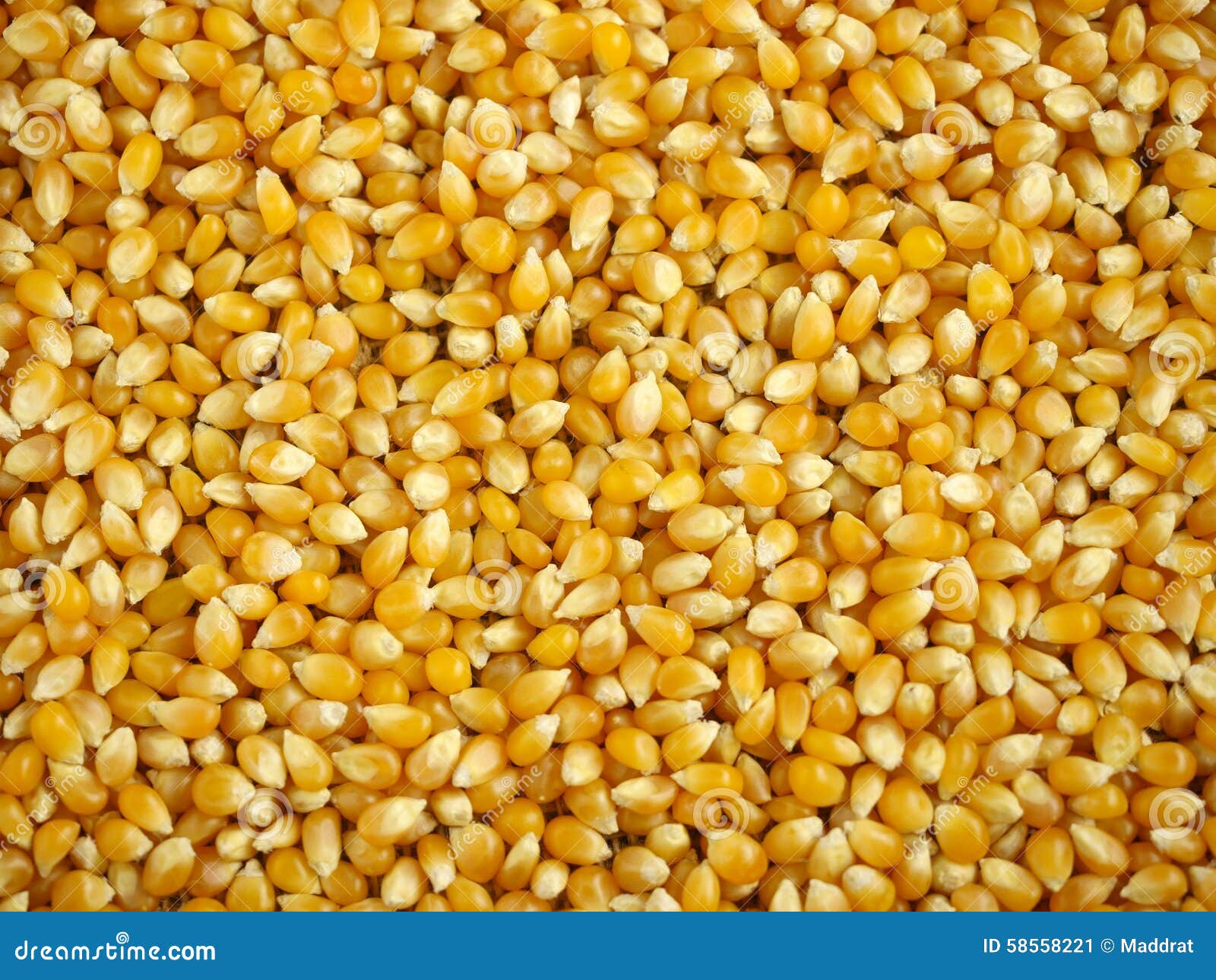 Maize grains background stock image. Image of staple - 58558221