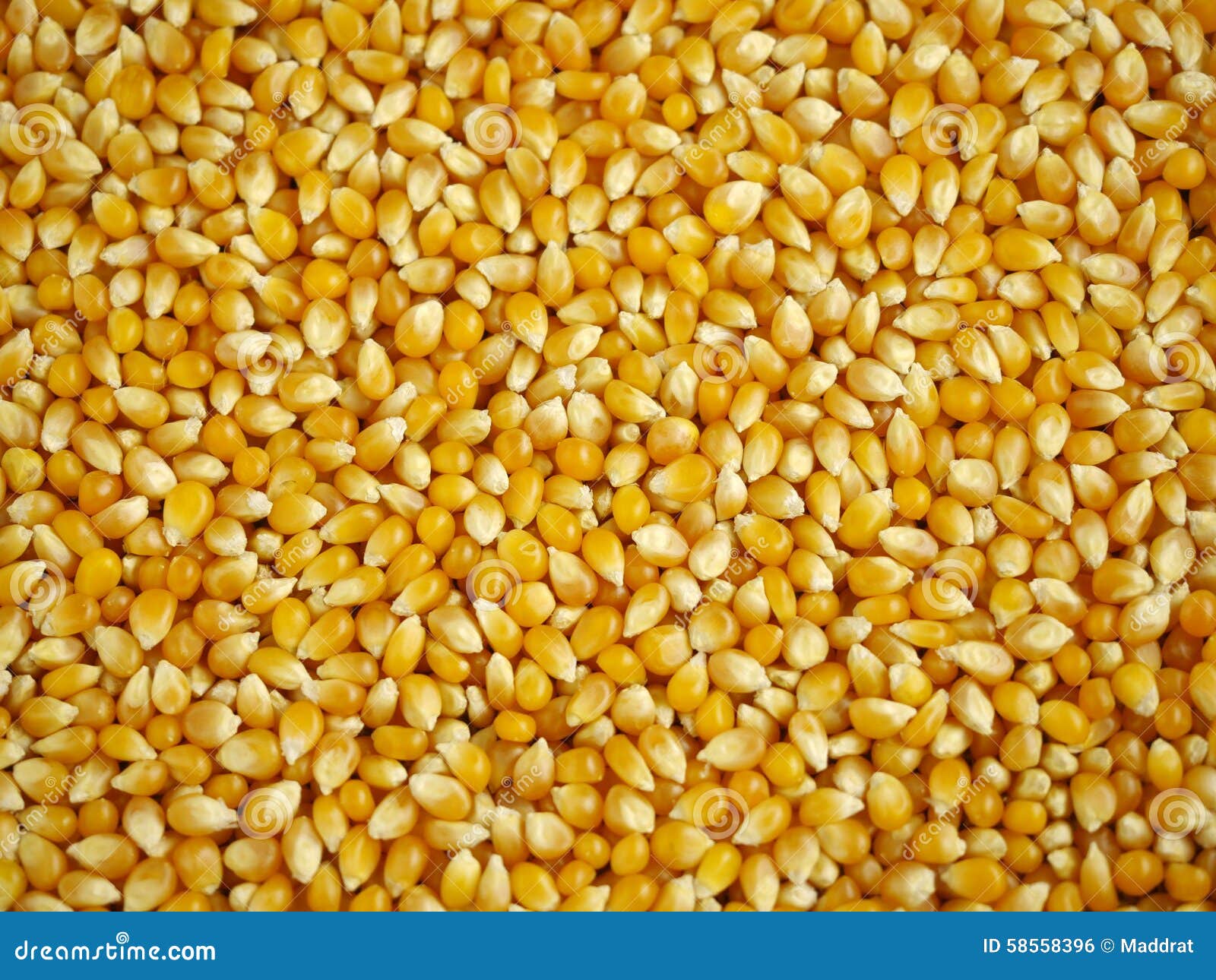 Maize grains background stock photo. Image of carbohydrate - 58558396