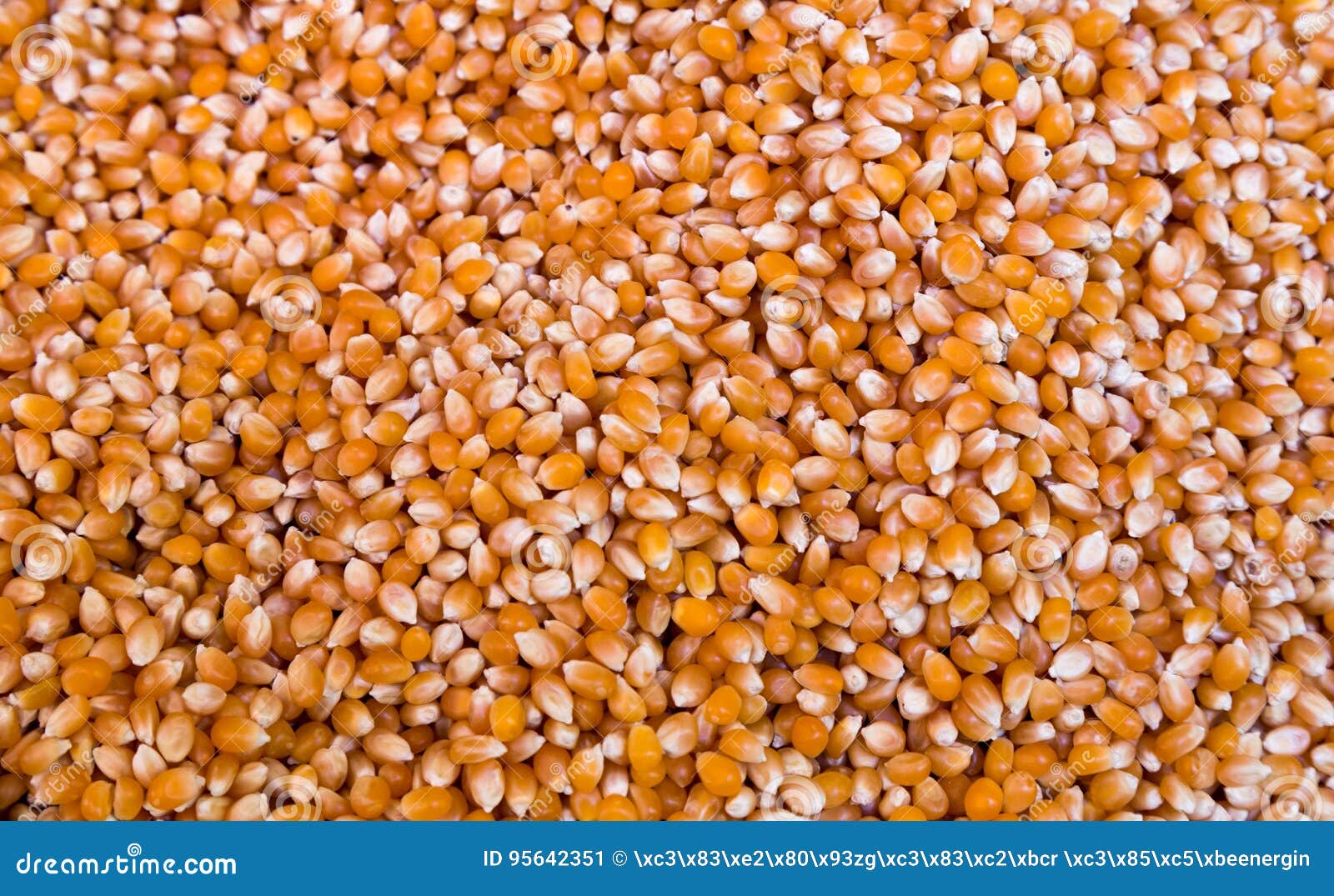 Maize grains, background stock image. Image of field - 95642351