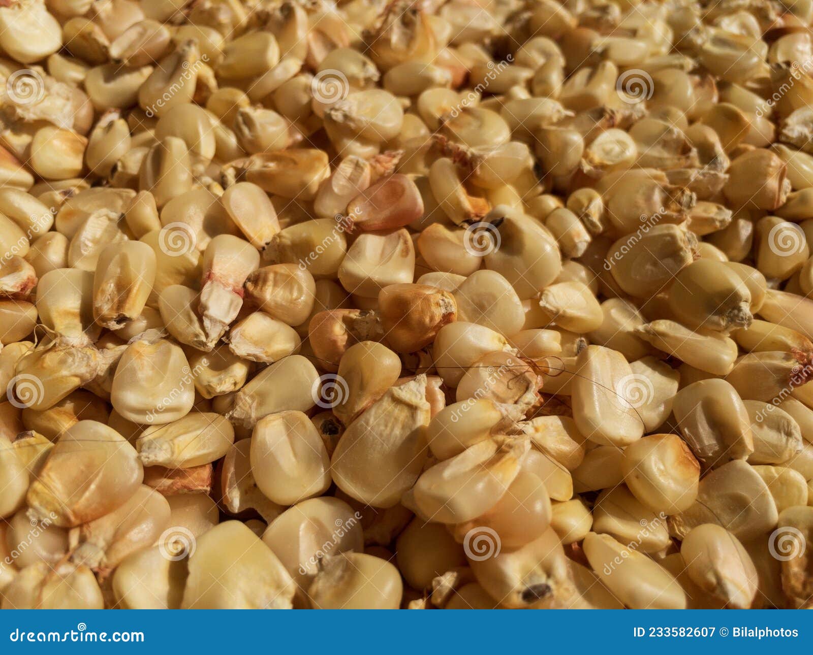 Maize Grains Harvested from Corns Stock Image - Image of grains, seed ...