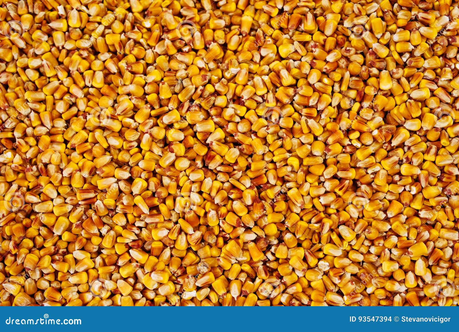Maize grains texture stock photo. Image of harvest, nature - 93547394