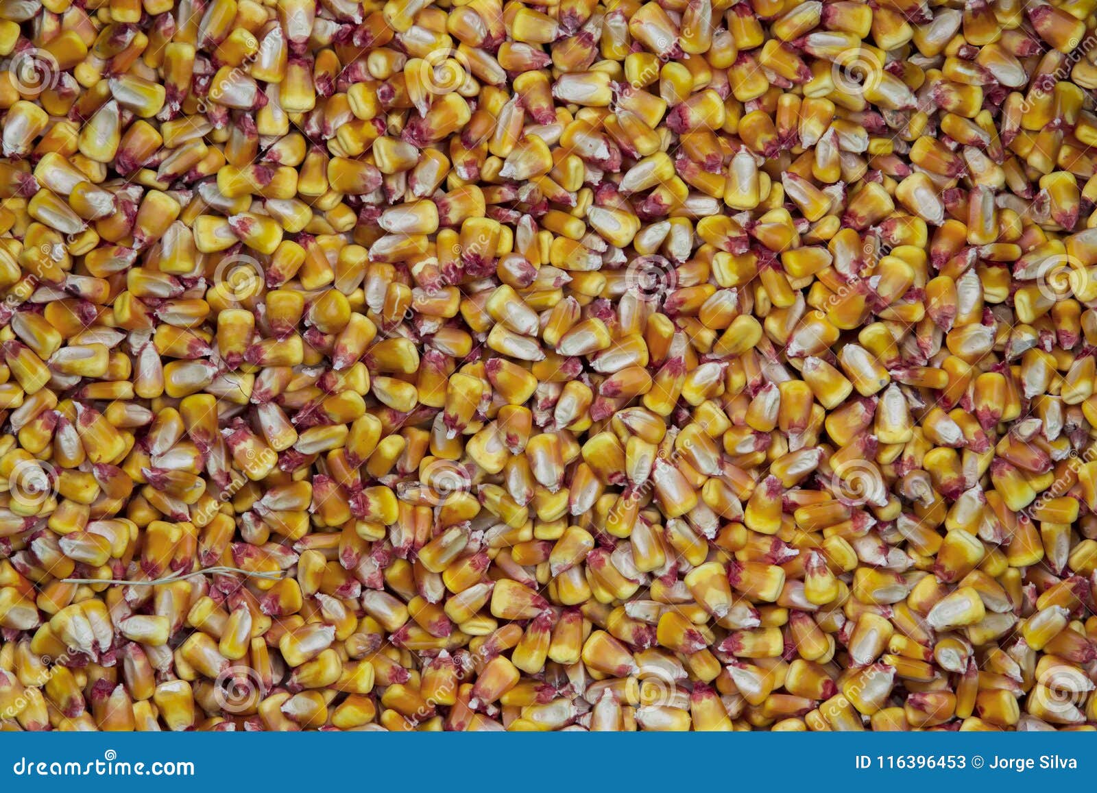 Maize Grains Texture Harvested Corn. Stock Image - Image of view, white ...