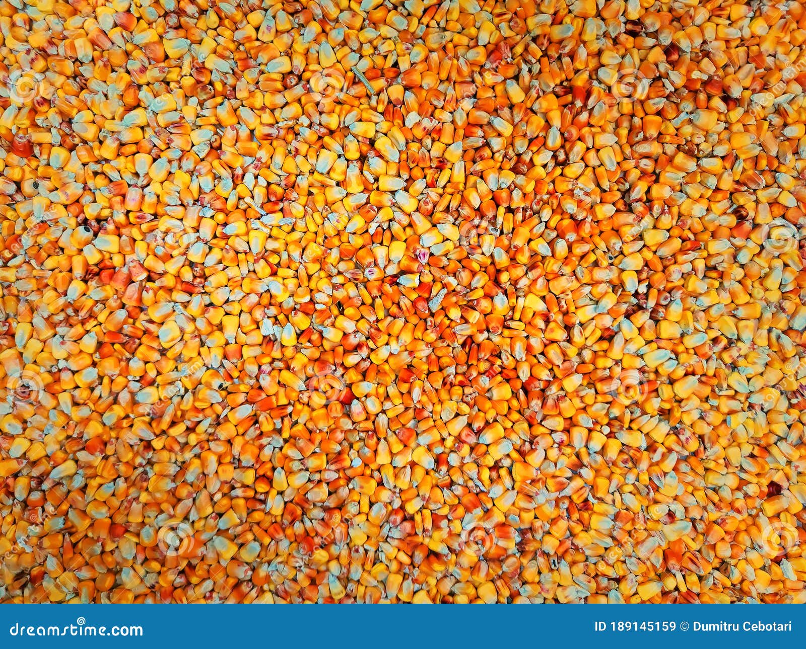 Maize Grains Texture, Harvested Yellow-red Corn Seed As Background ...