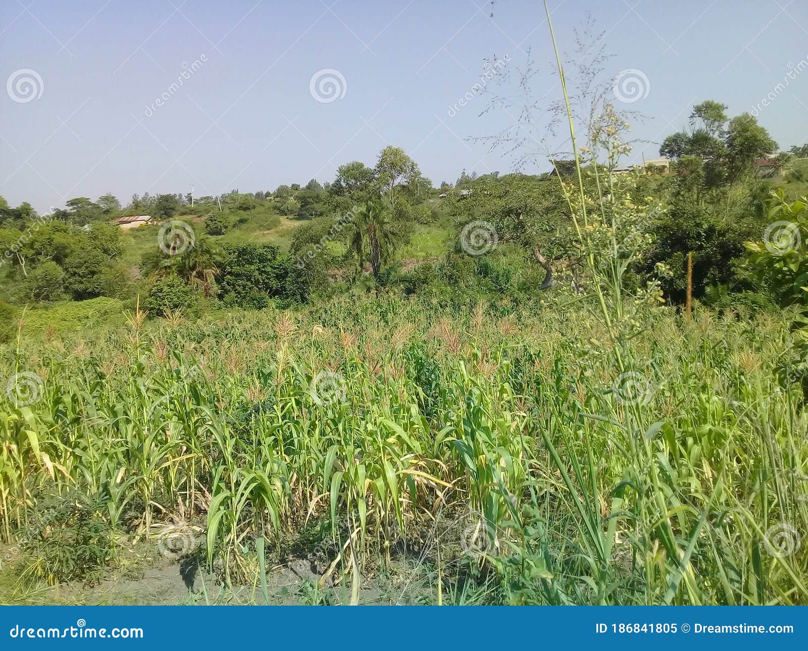 Kamwenge Stock Photos - Free & Royalty-Free Stock Photos from Dreamstime