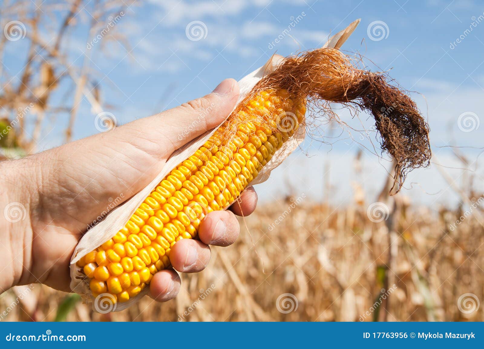 Maize in hand stock photo. Image of cultivated, green - 17763956