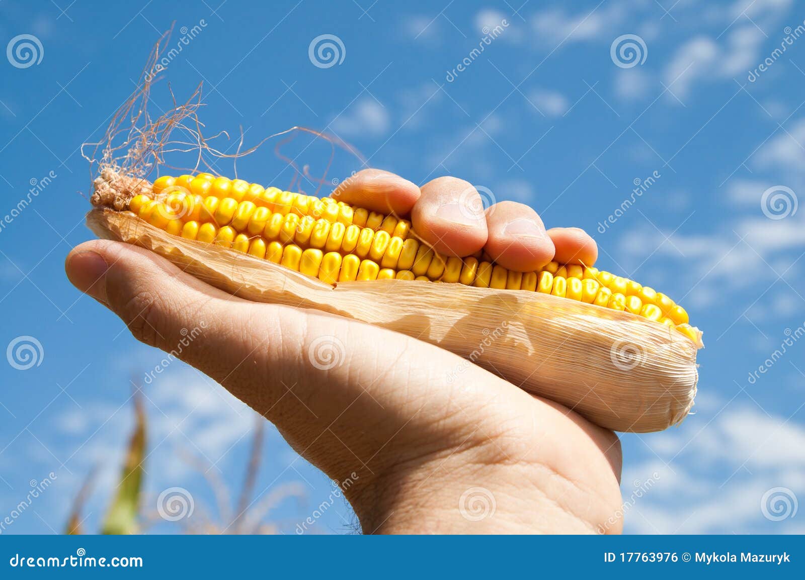 Maize in hand stock photo. Image of industry, cultivated - 17763976