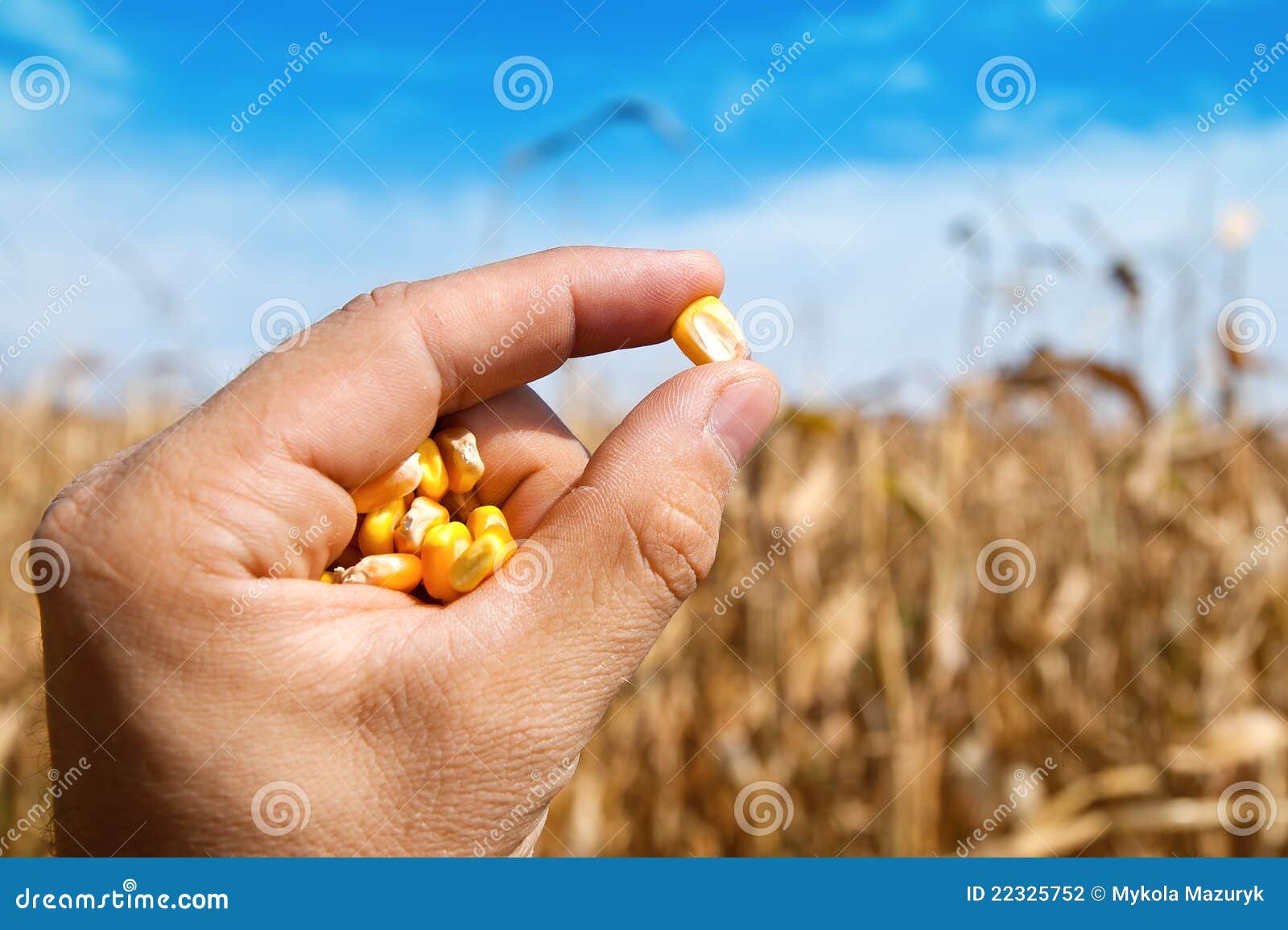 Maize in hand stock photo. Image of country, food, crop - 22325752