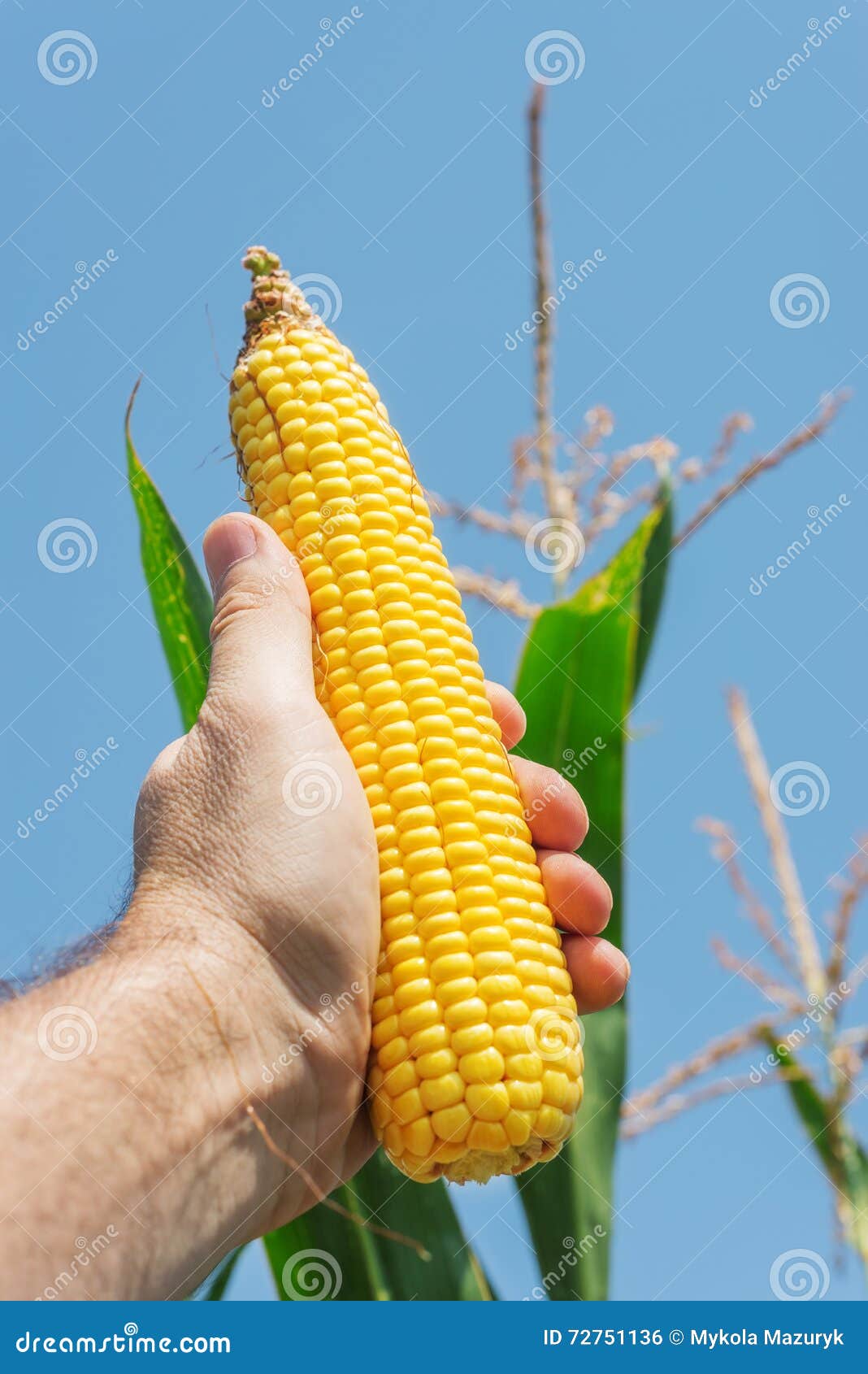 Maize in hand over field stock photo. Image of food, cereal - 72751136