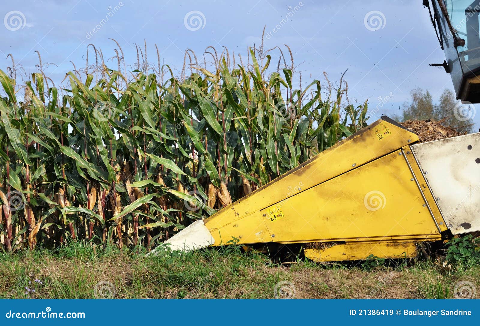 Maize harvest stock image. Image of tool, corn, season - 21386419