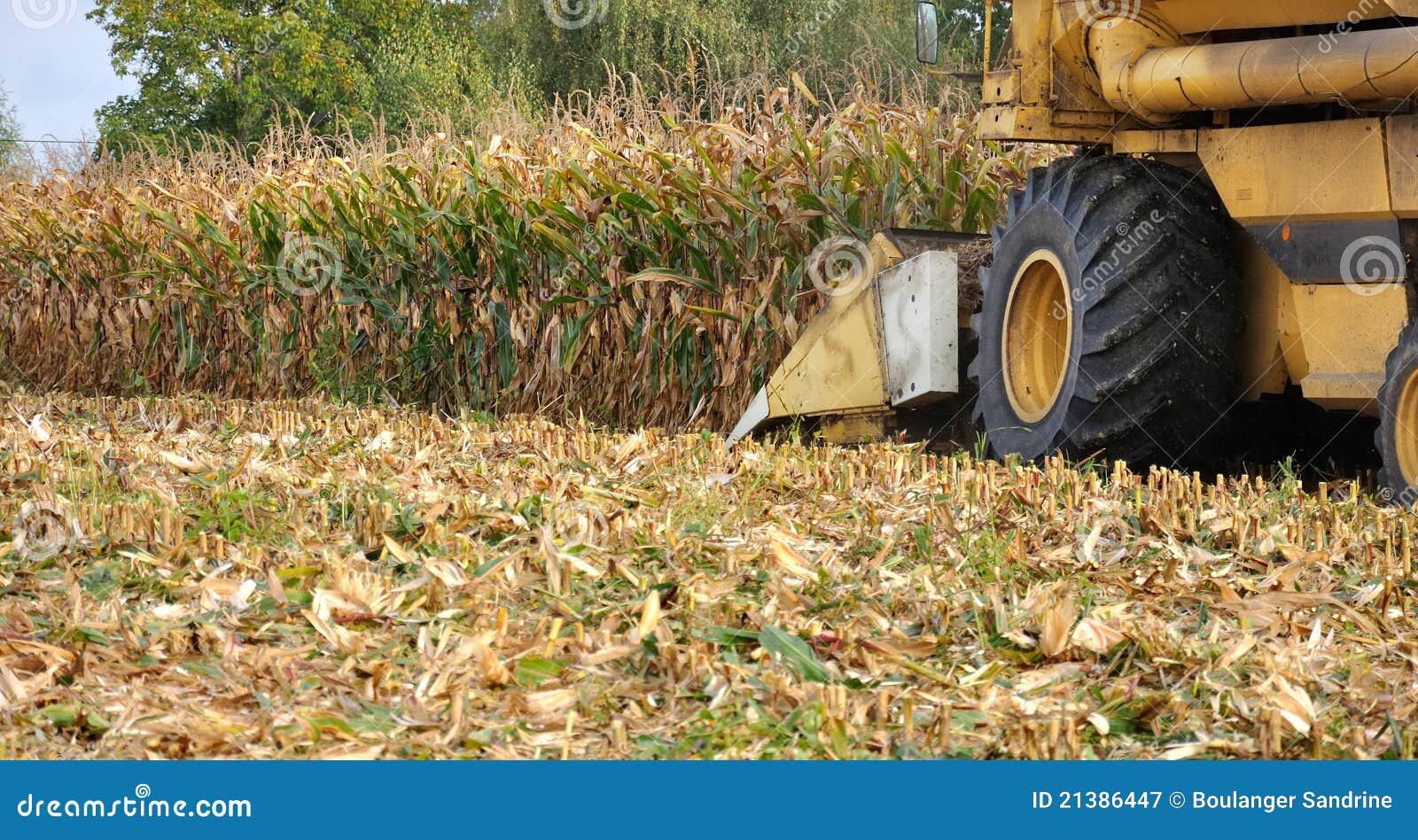 Maize harvest stock image. Image of farmer, field, grain - 21386447