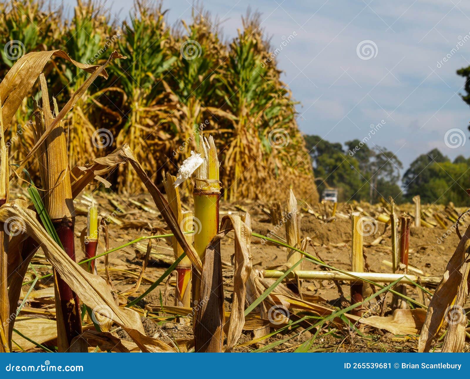 Maize Harvest with Broken Cane Stumps Stock Image - Image of waikato ...