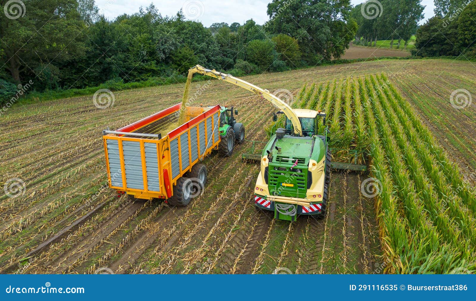 Maize harvesting stock image. Image of cutting, grain - 291116535