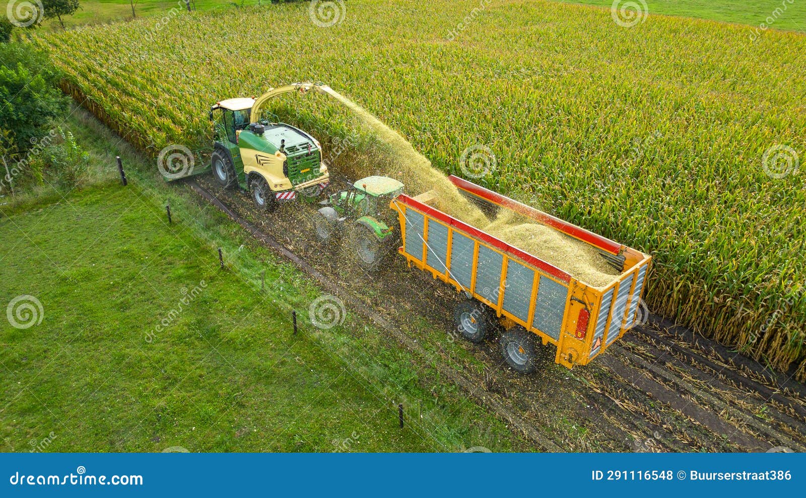 Maize harvesting stock photo. Image of growth, agriculture - 291116548