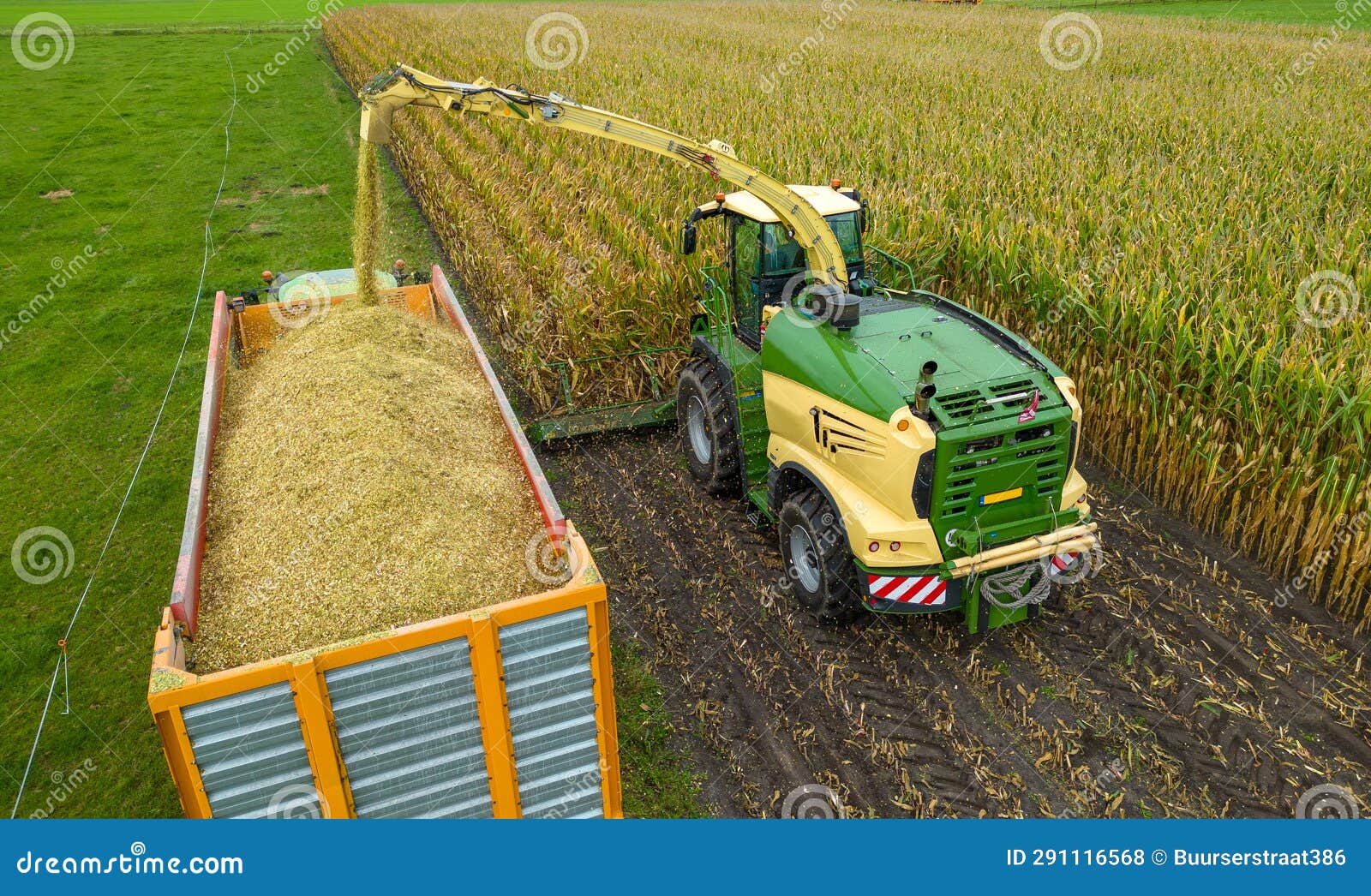 Maize harvesting editorial stock photo. Image of agricultural - 291116568