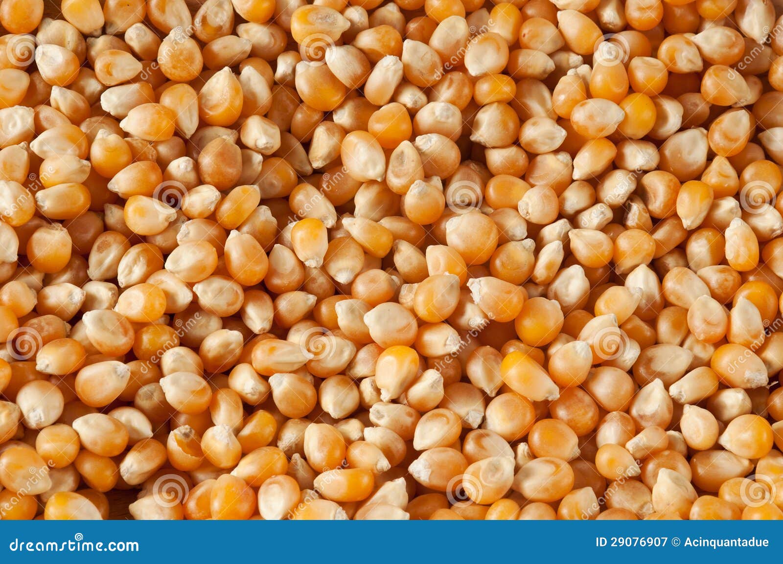 Maize kernel stock image. Image of macro, golden, healthy - 29076907