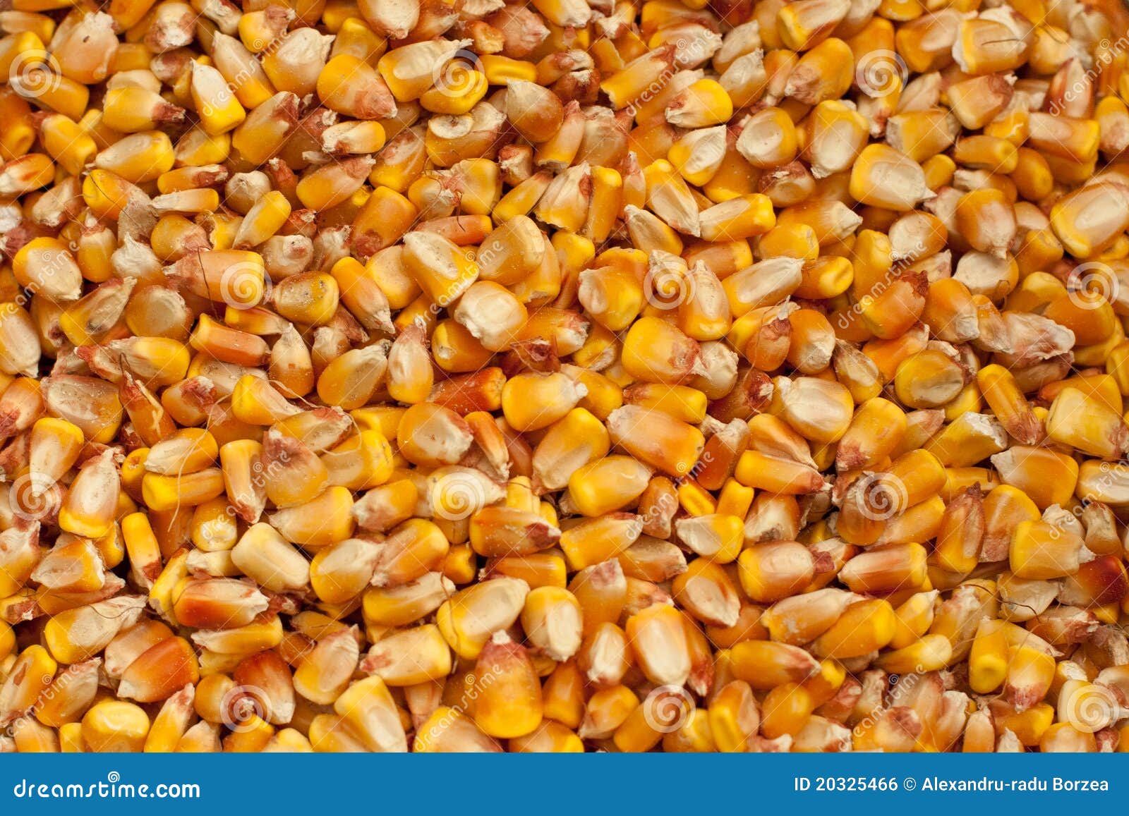 Maize kernels stock photo. Image of detail, natural, corn - 20325466