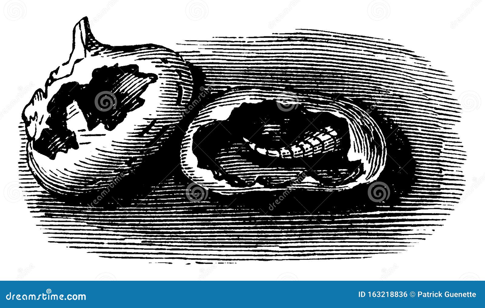 Maggots Cartoons, Illustrations & Vector Stock Images - 219 Pictures to ...