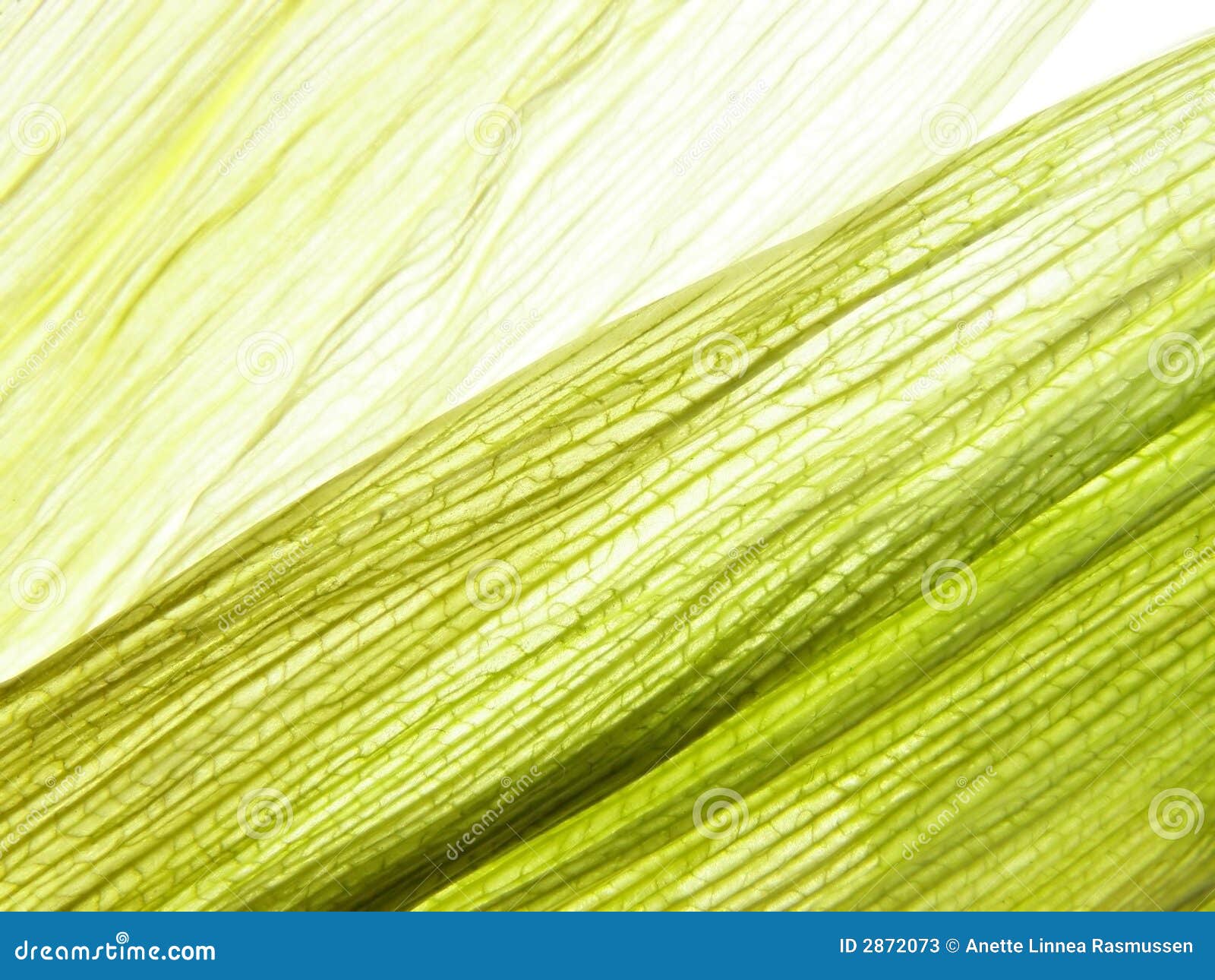 Maize leaves stock image. Image of leaves, plant, kernel - 2872073