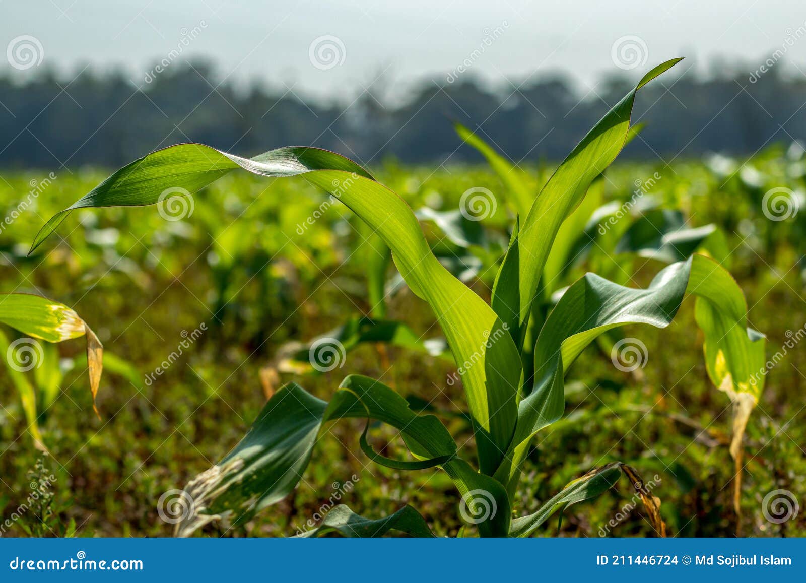 Maize Leaves are Uniquely Simple and Orderly Structures Stock Photo ...