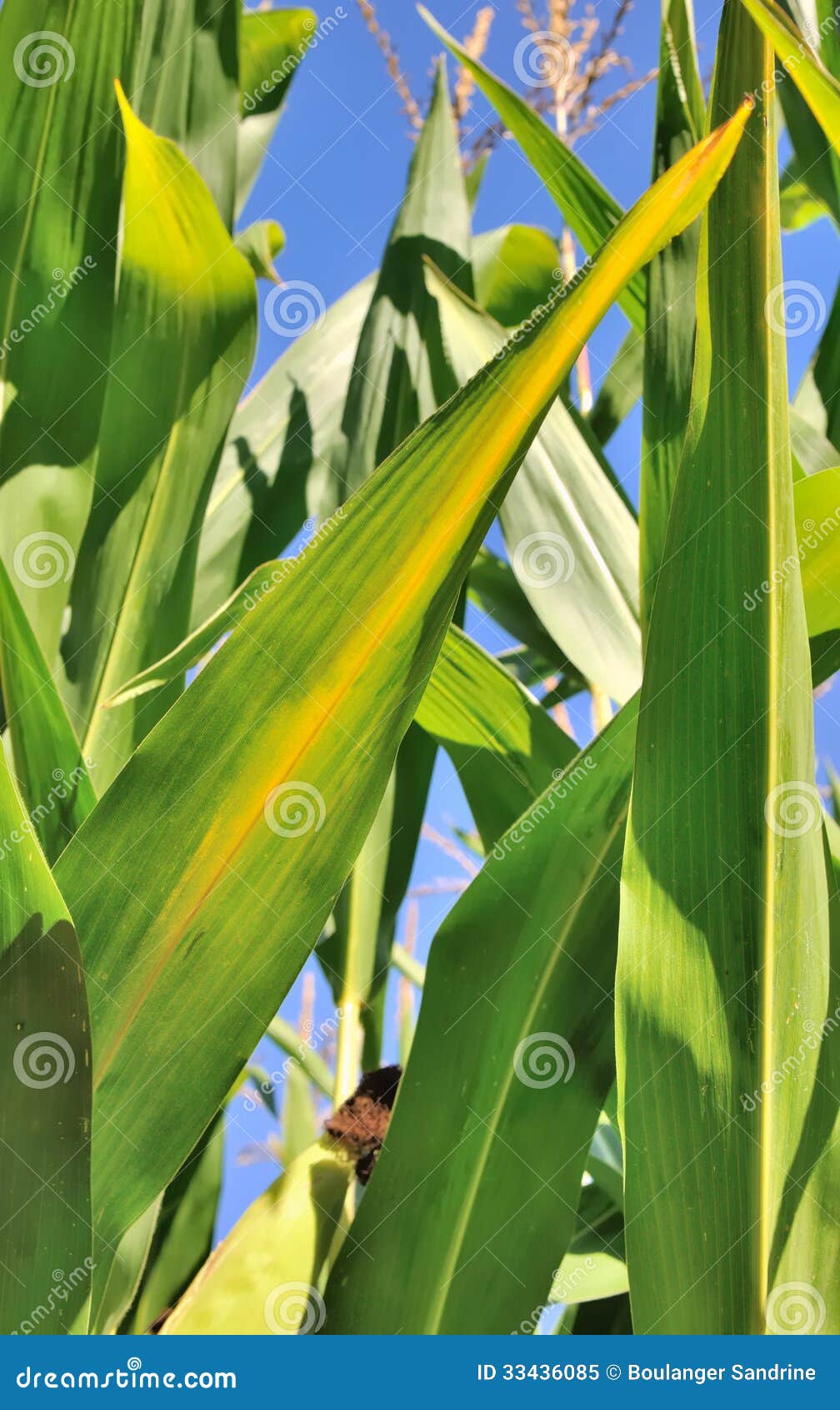 Maize leaves stock image. Image of texture, closeup, field - 33436085
