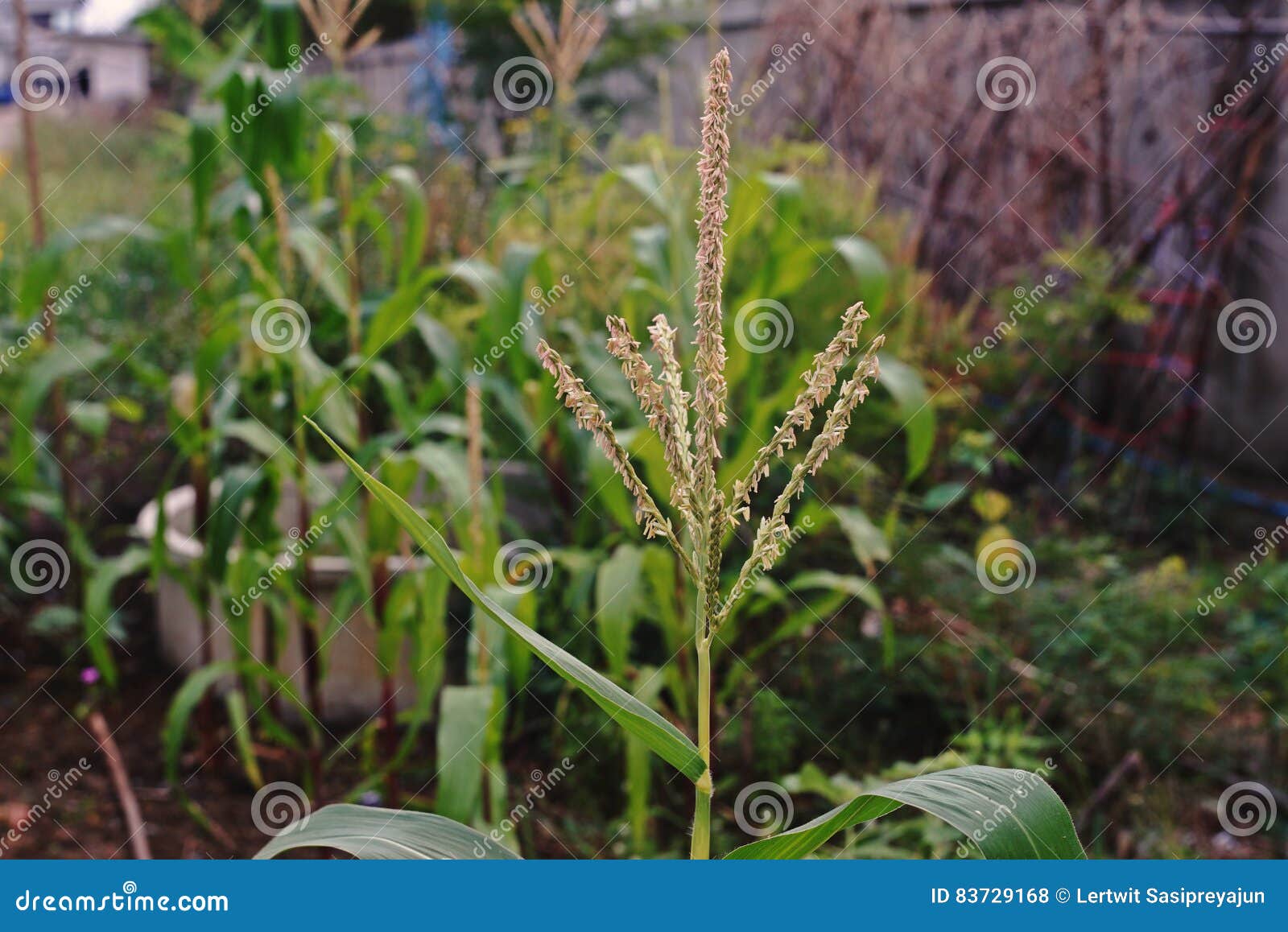 Maize male flower stock photo. Image of blossom, agricultural - 83729168