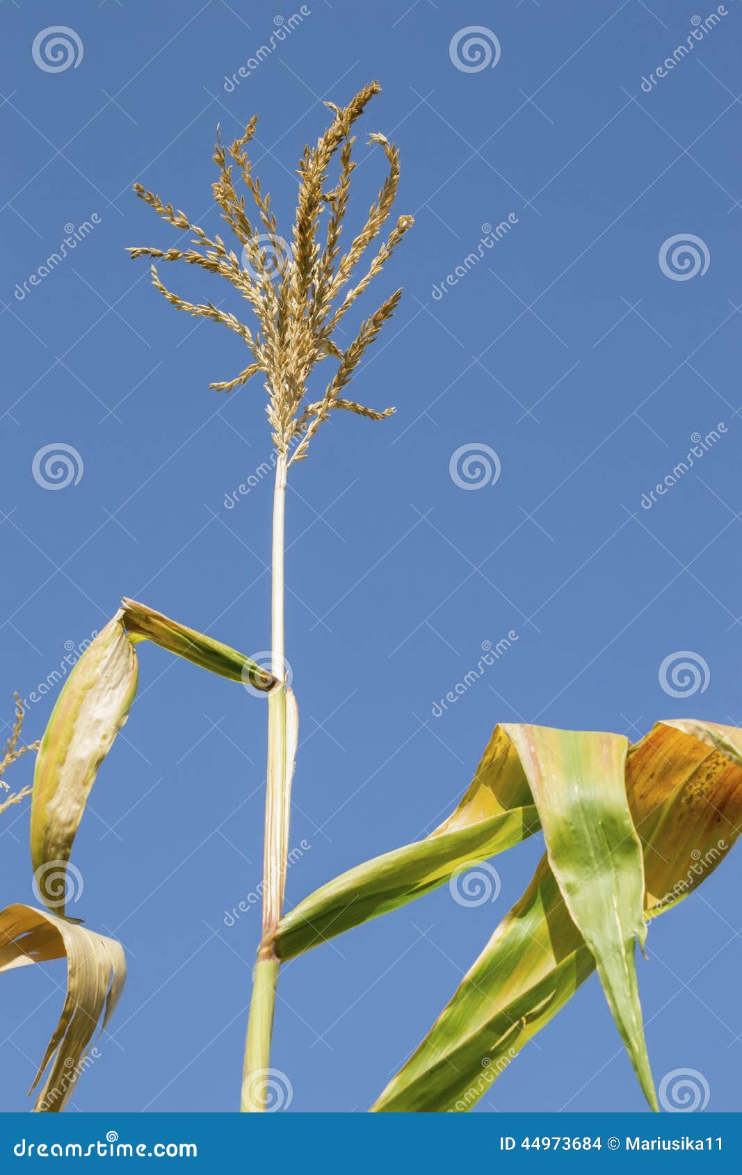 Maize male inflorescence stock photo. Image of crop, grain - 44973684