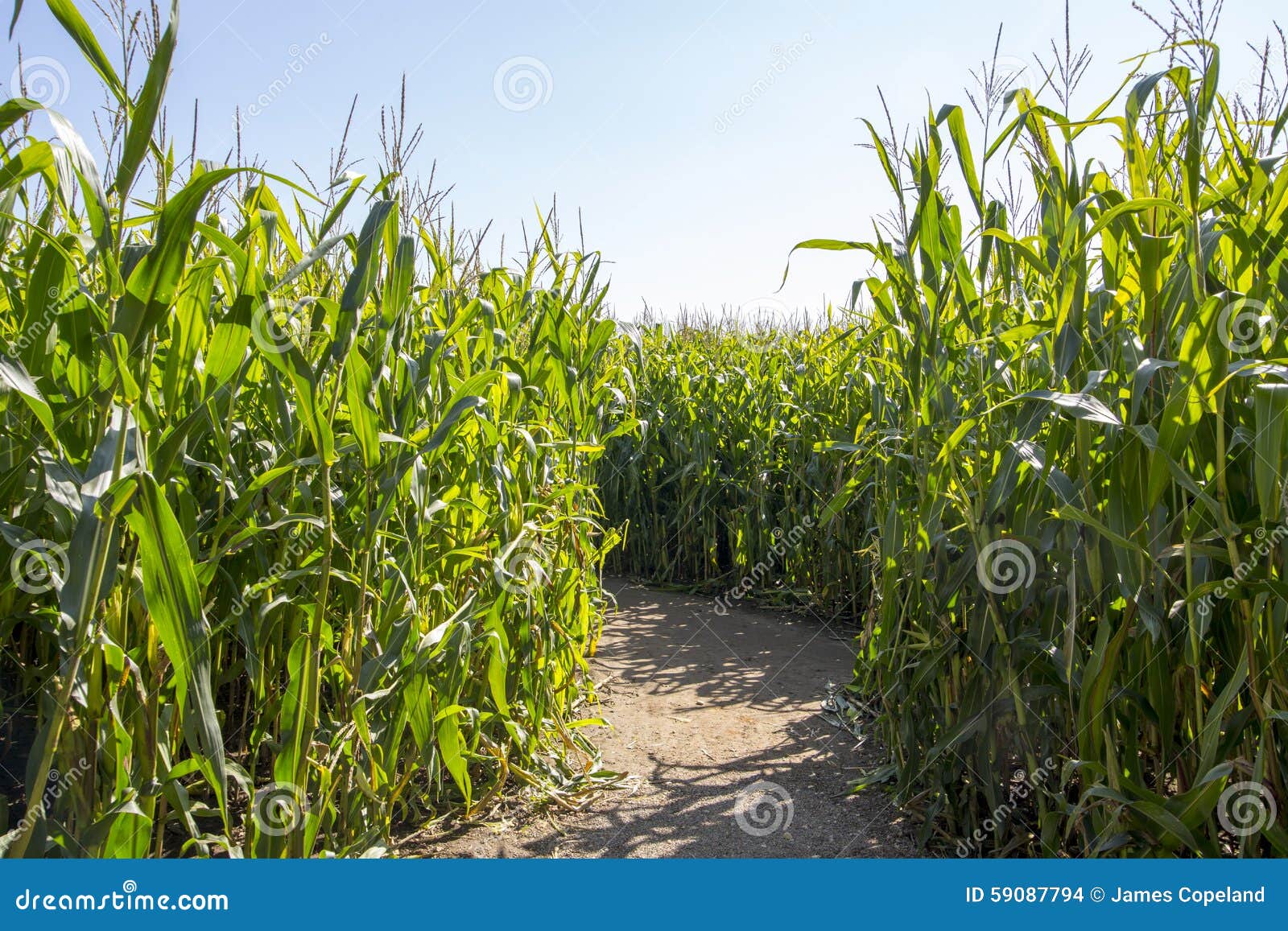 Maize Maze stock photo. Image of field, corn, background - 59087794