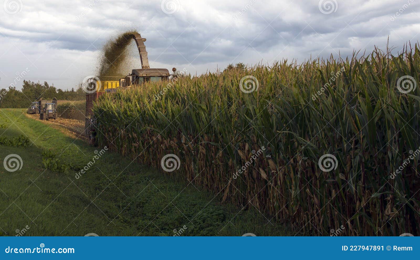 Maize mowing for the silo stock image. Image of machine - 227947891
