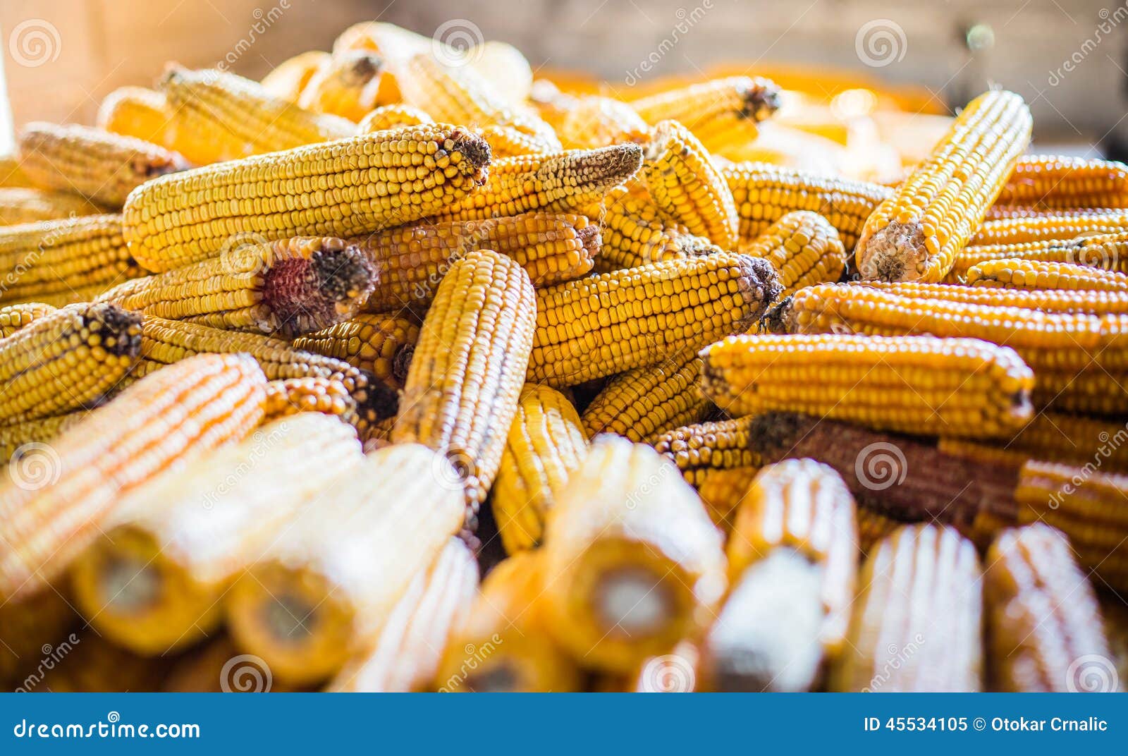 Maize pile drying stock image. Image of healthy, cropper - 45534105