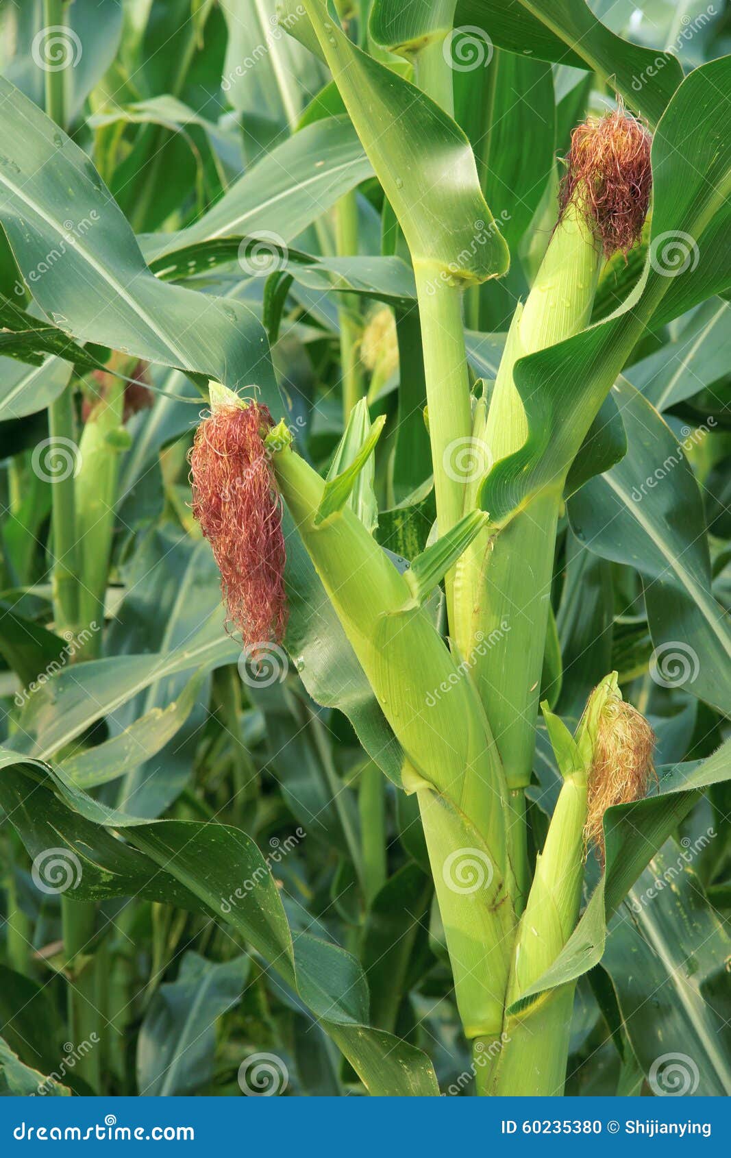 Maize Plant In Early Stage Of Growth Seen Up Close With A Clear Sky In ...