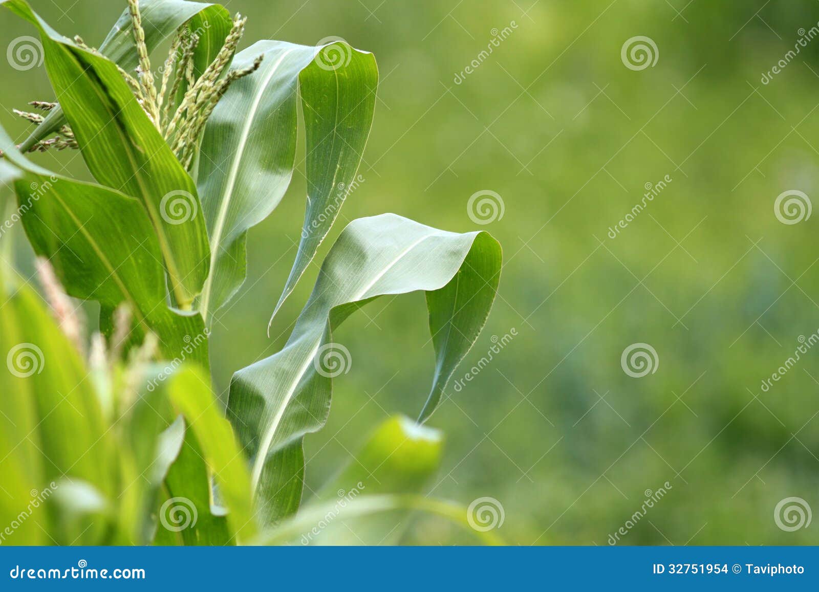 Maize Plant In Early Stage Of Growth Seen Up Close With A Clear Sky In ...
