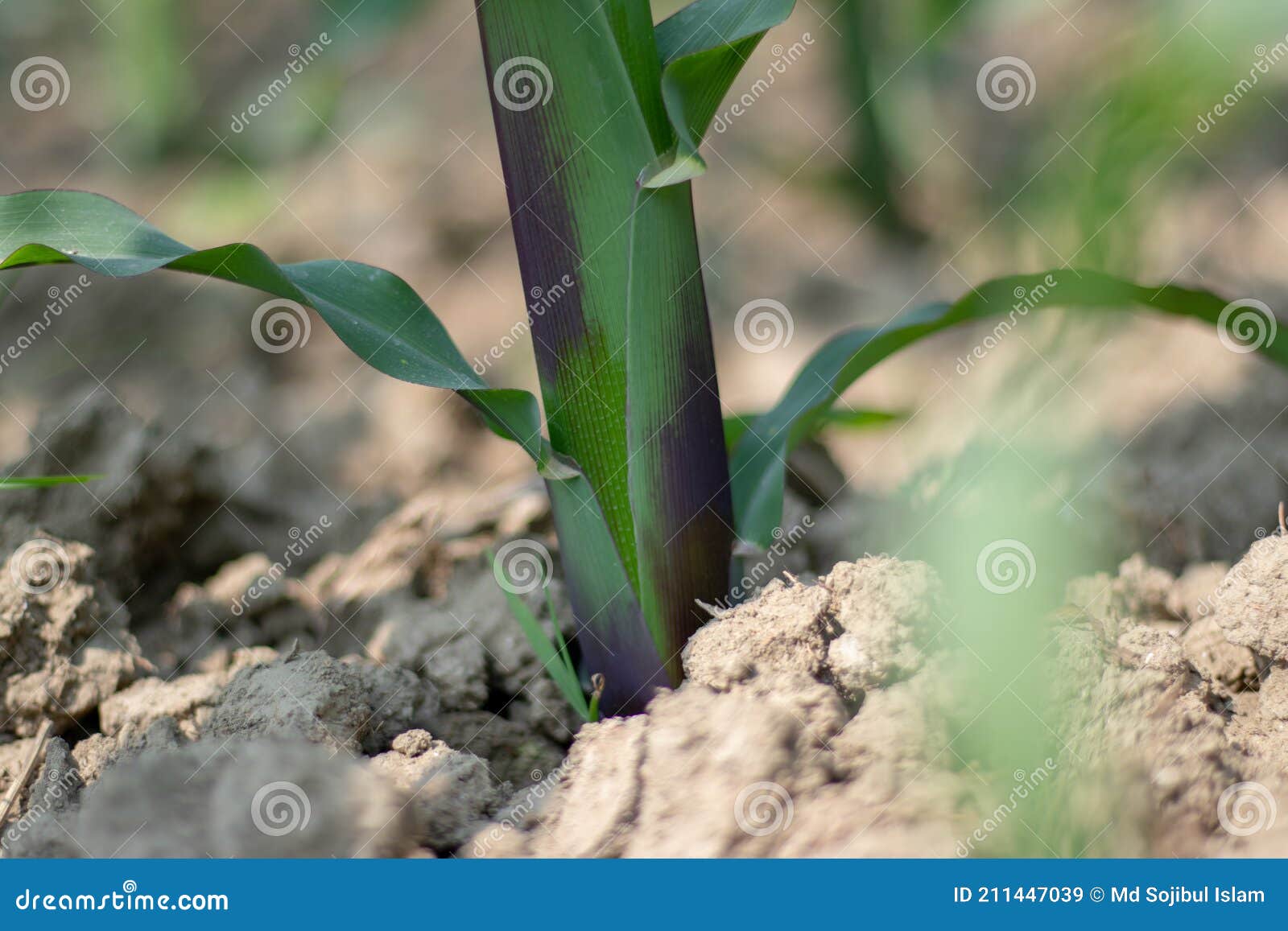 Zea Stem, Maize Stem, Zea Mays, Cross Section, 20X Light Micrograph ...
