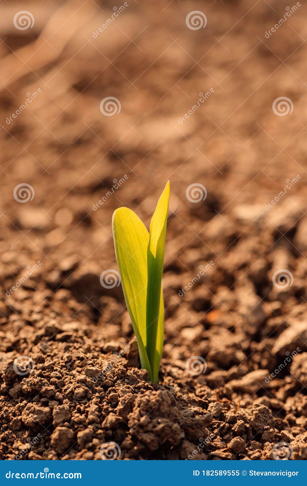 Maize Plant Sprout in Field Stock Image - Image of agricultural ...
