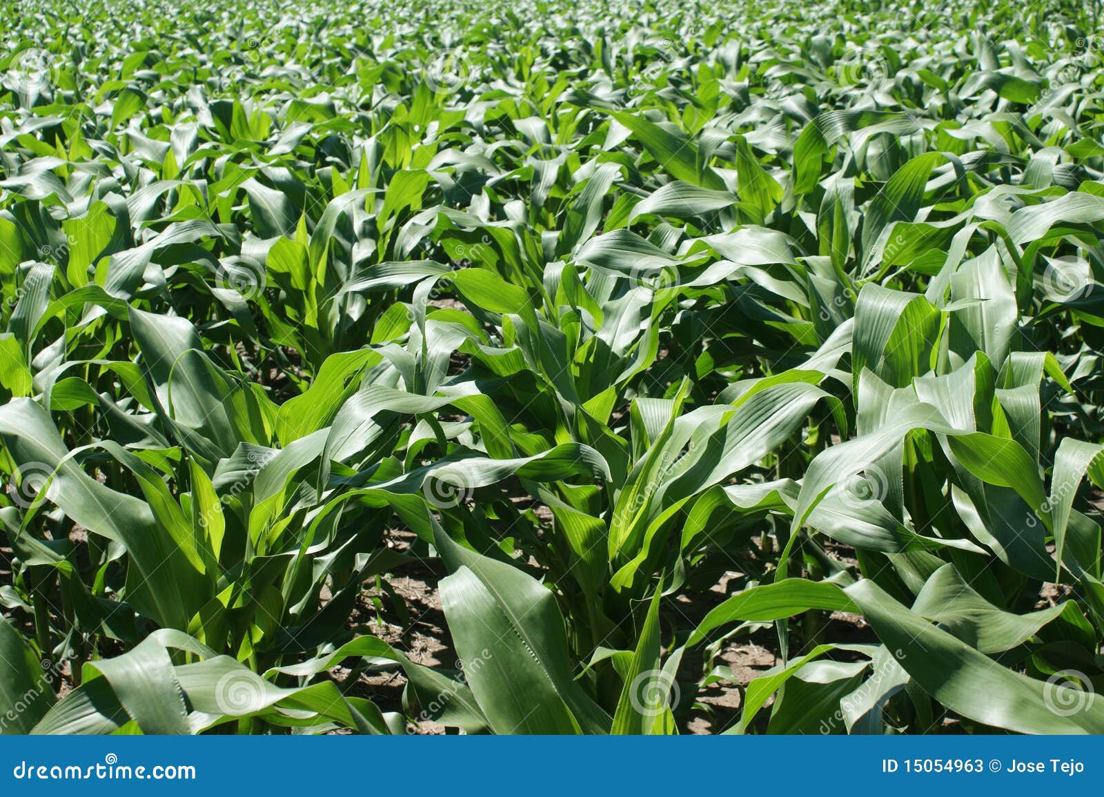 Maize plants stock image. Image of vegetable, cornfield - 15054963