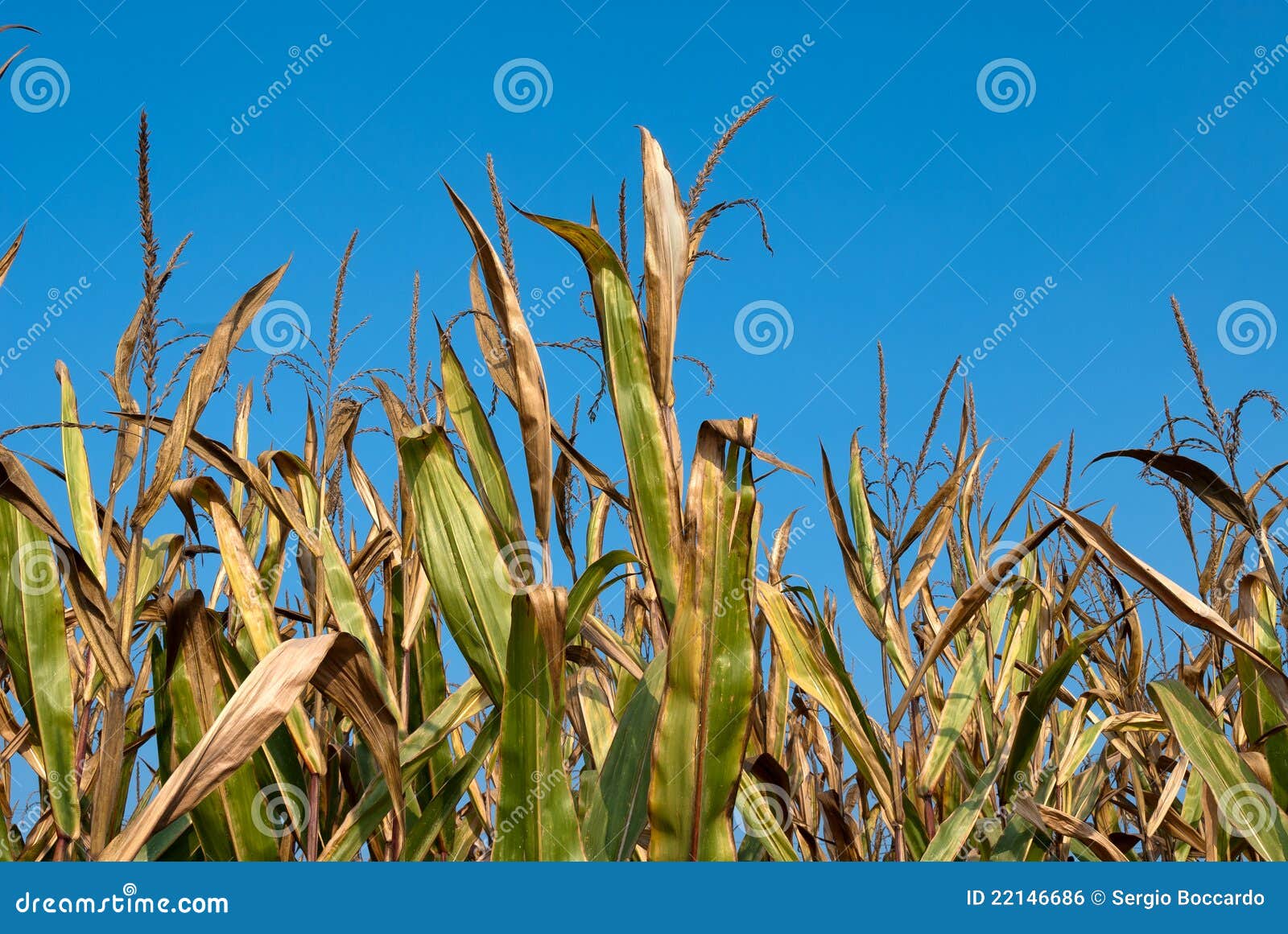 Maize plants stock photo. Image of agriculture, season - 22146686