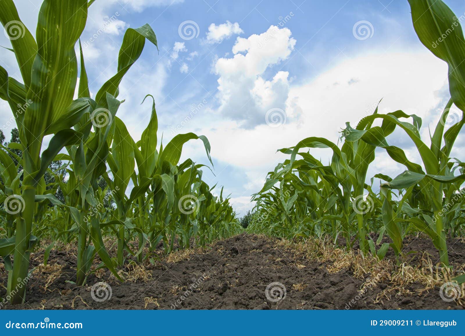 Maize Plants stock image. Image of agriculture, plant - 29009211