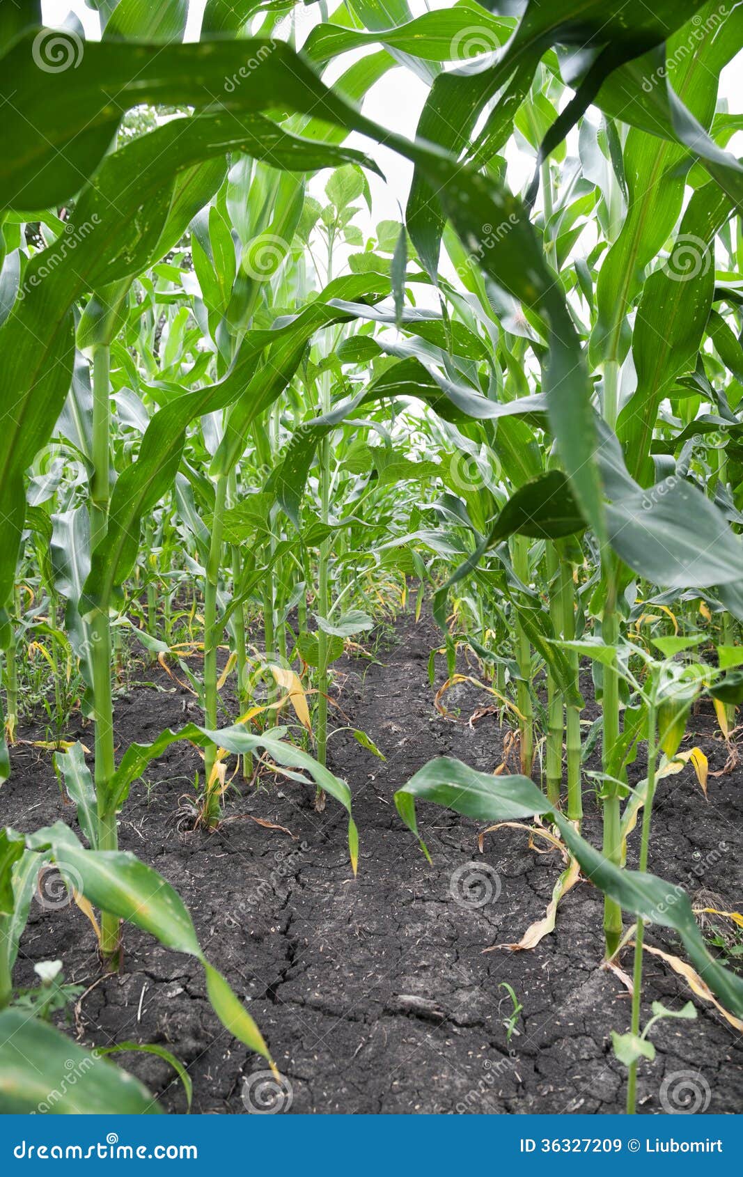 Crops On Arid Soil