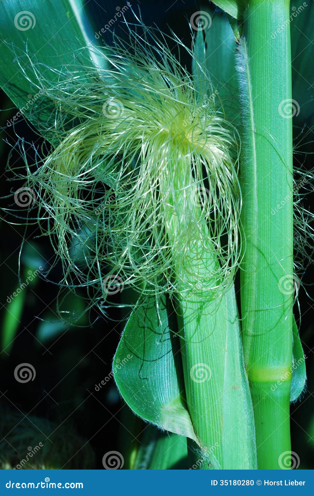 Maize plants female stock photo. Image of farmland, plants - 35180280