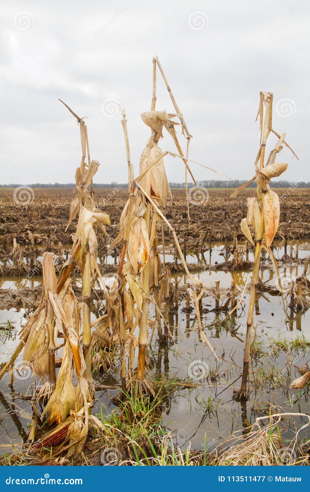 Maize Plants on Muddy Field Stock Image - Image of agriculture, rural ...