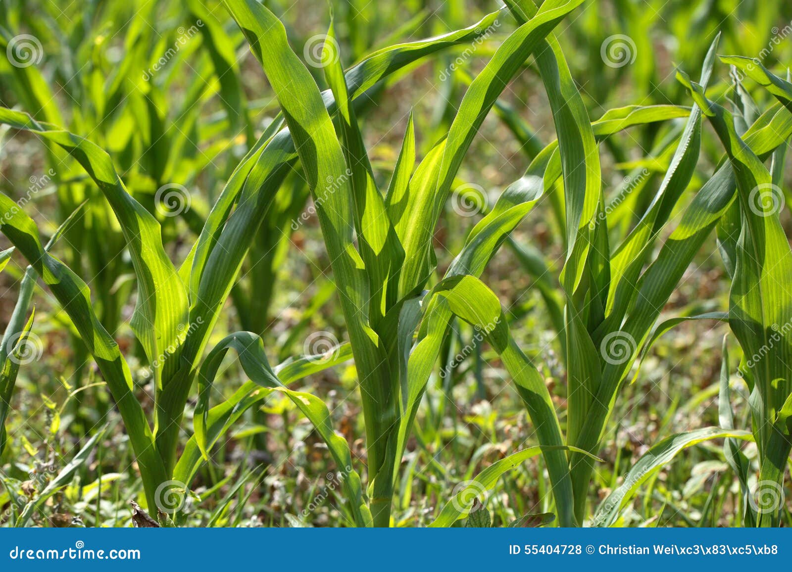 Maize Plants stock photo. Image of food, background, cereal - 55404728