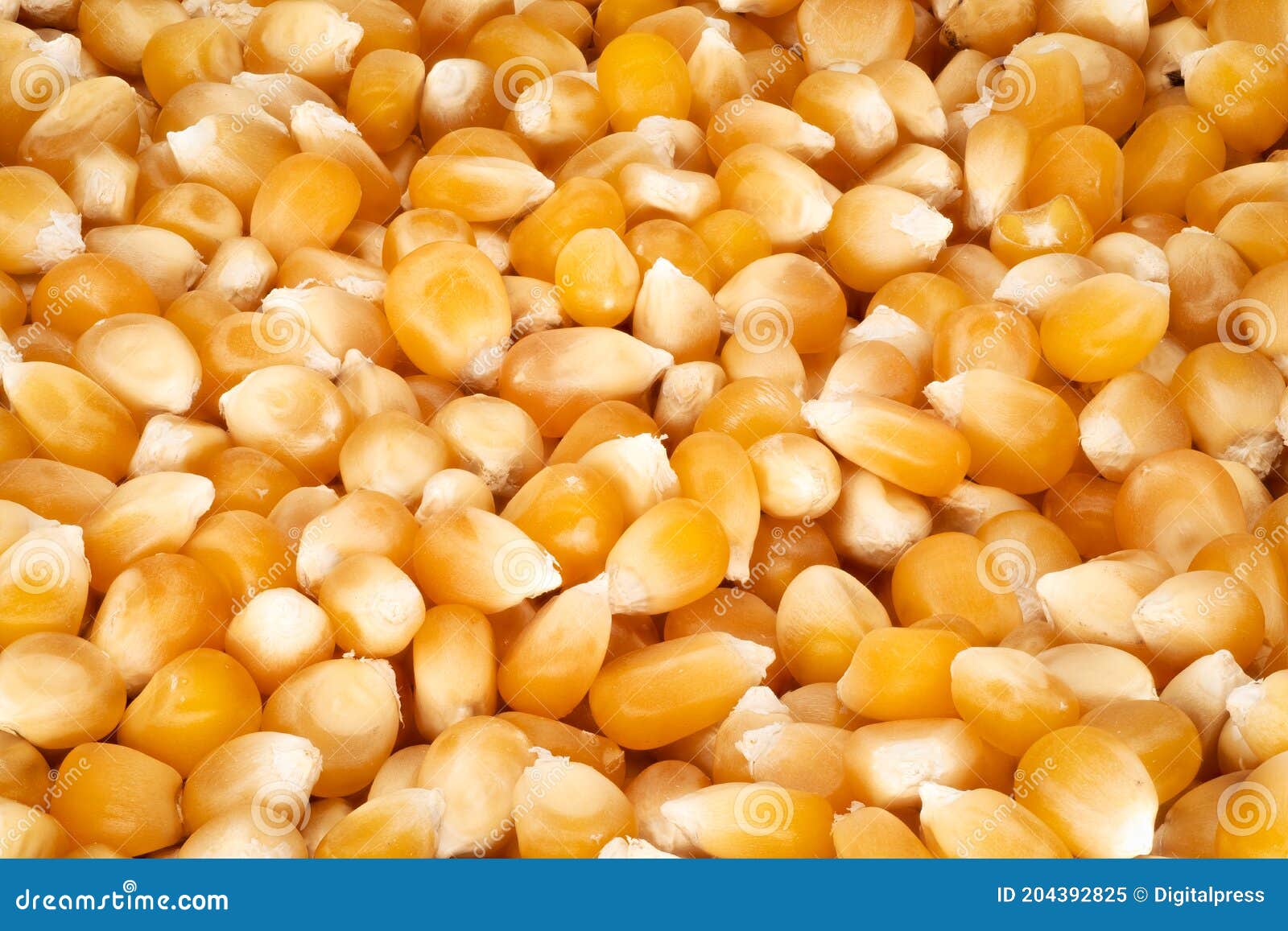 Maize Popcorn stock image. Image of food, corn, seed - 204392825