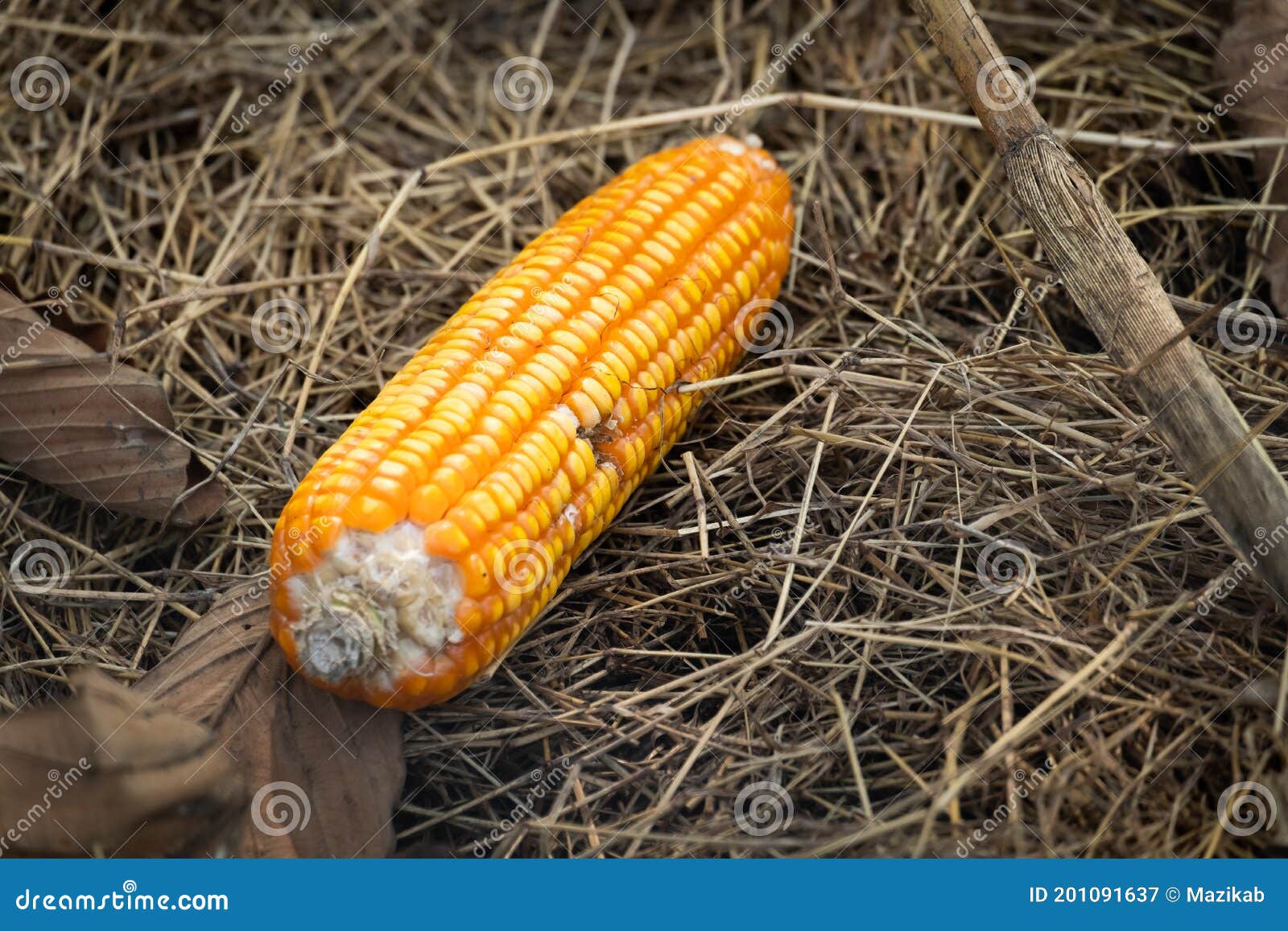 Maize stock image. Image of farmer, detail, entomology - 201091637