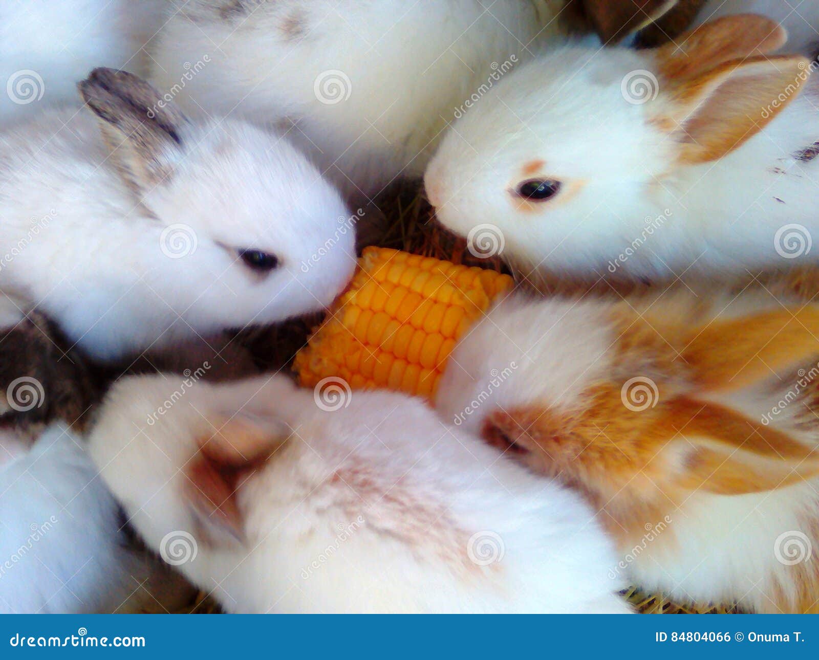 Maize stock photo. Image of animal, paddock, exifjpeg420 - 84804066