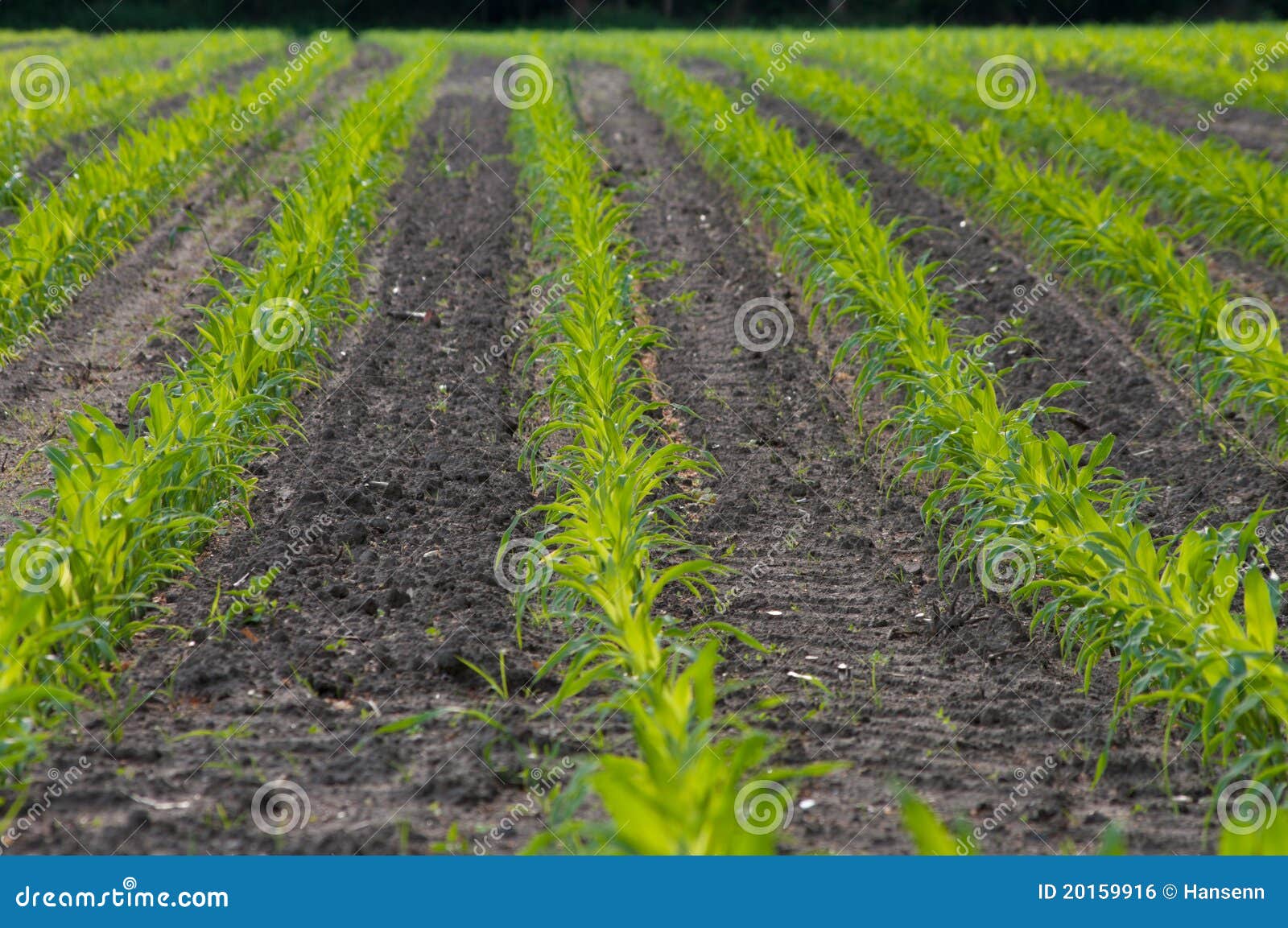 Maize in rows stock photo. Image of dutch, cereal, dirt - 20159916