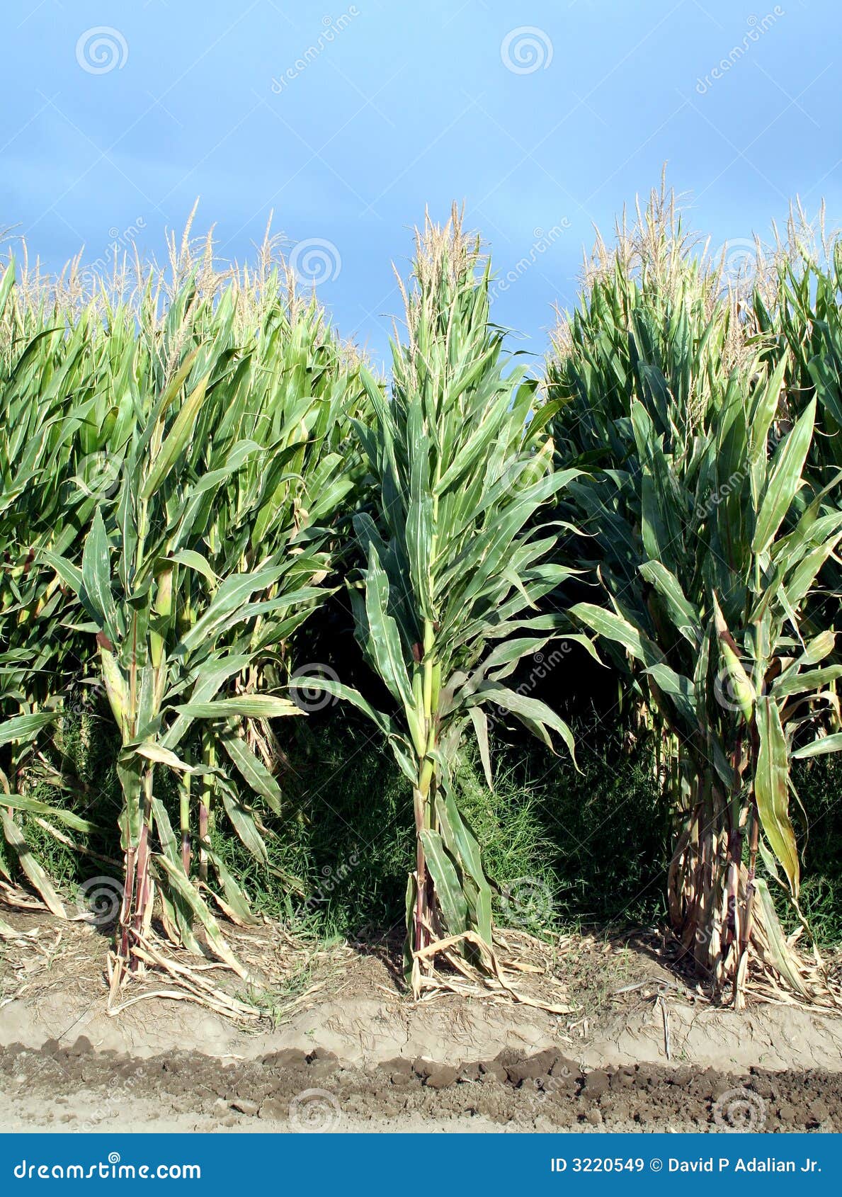 454 Maize Tassel Photos - Free & Royalty-Free Stock Photos from Dreamstime