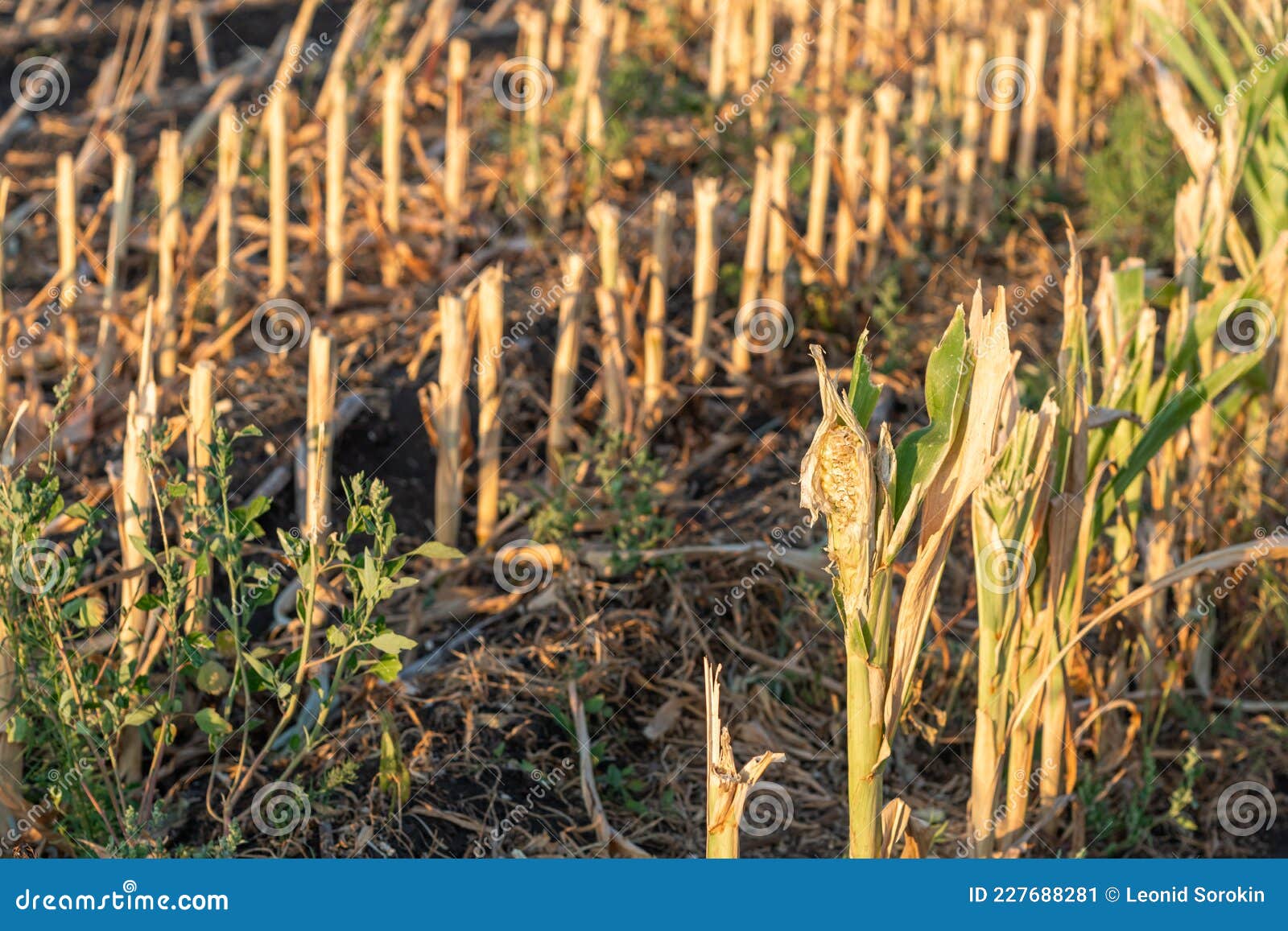 Maize with the Rows of Cut Stubble Stock Image - Image of harvested ...