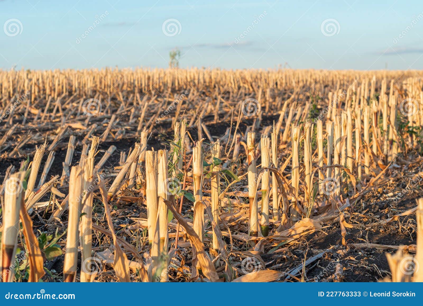 Maize with the Rows of Cut Stubble Stock Image - Image of growing ...