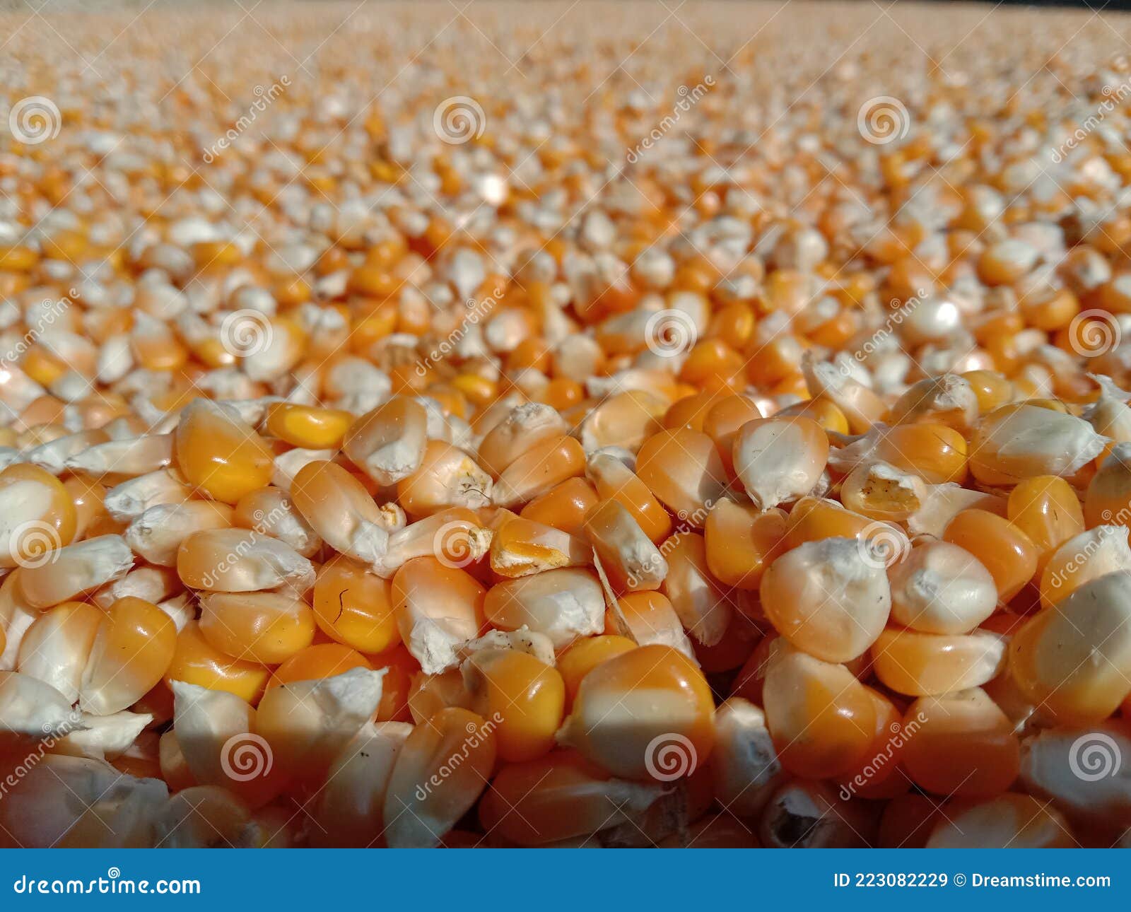 Maize Seed in sun stock image. Image of kernels, grain - 223082229