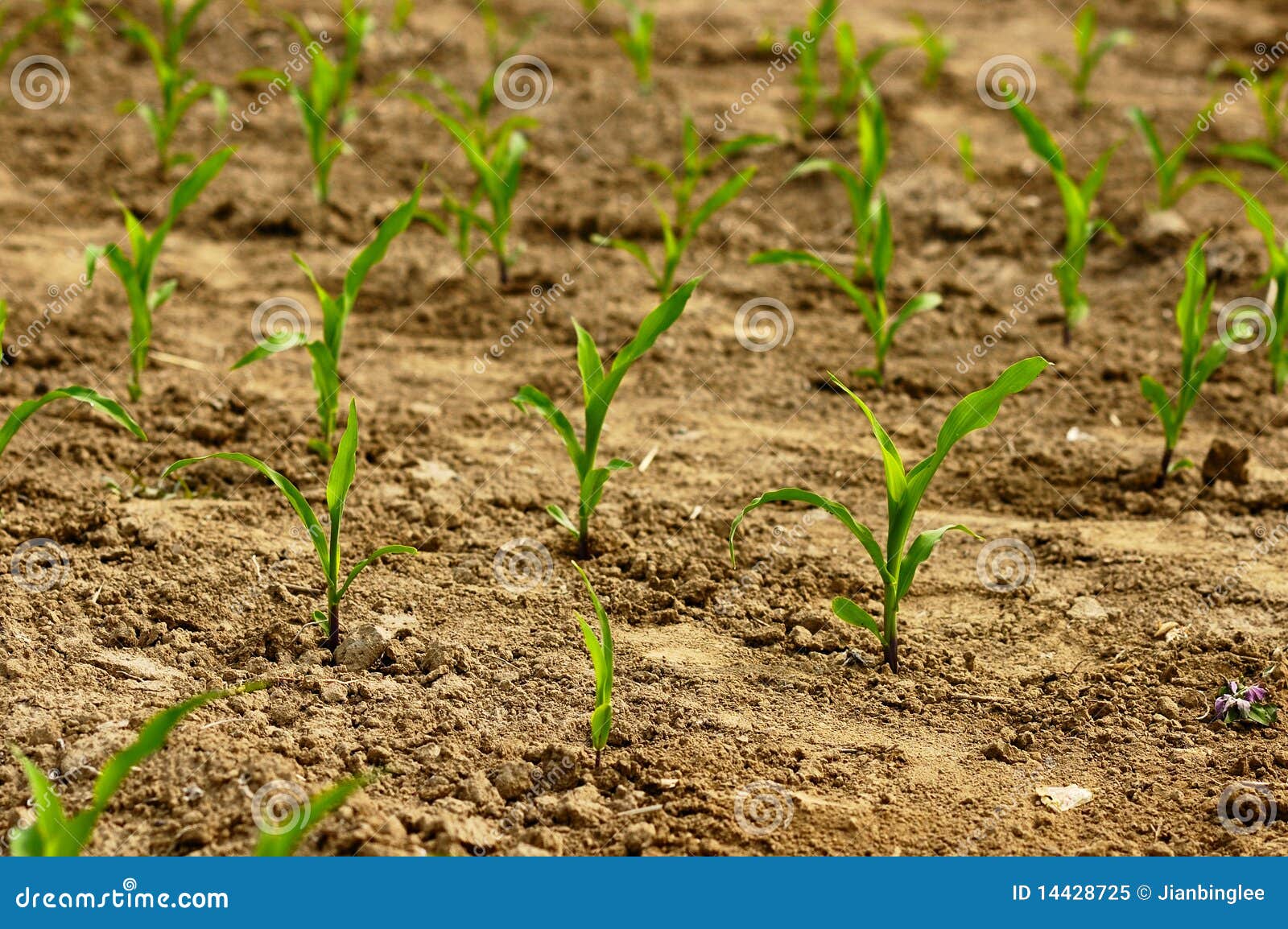 Maize seeding 2 stock image. Image of land, corn, field - 14428725